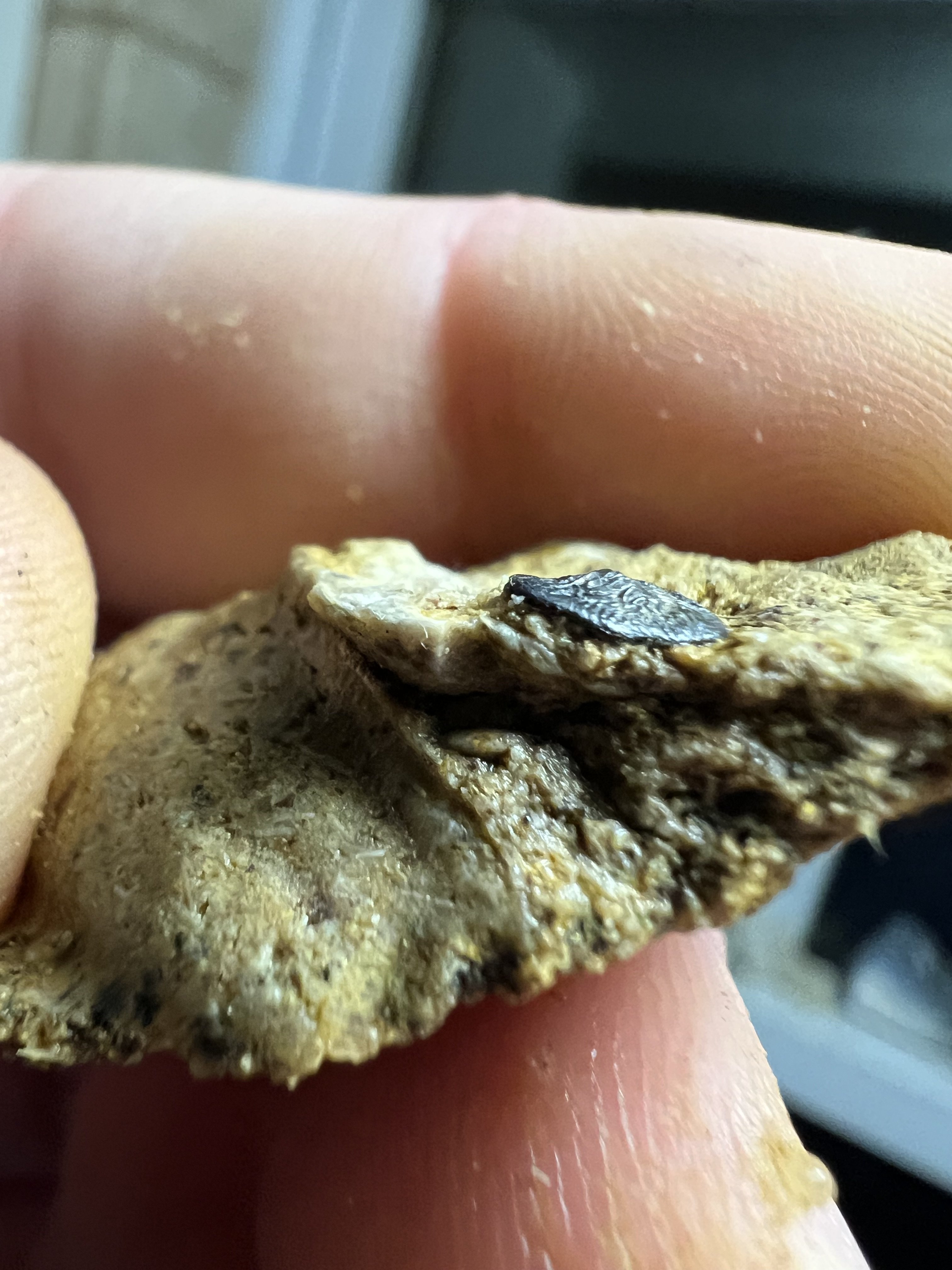 Ptychodus IDs? Central Texas - Fossil ID - The Fossil Forum