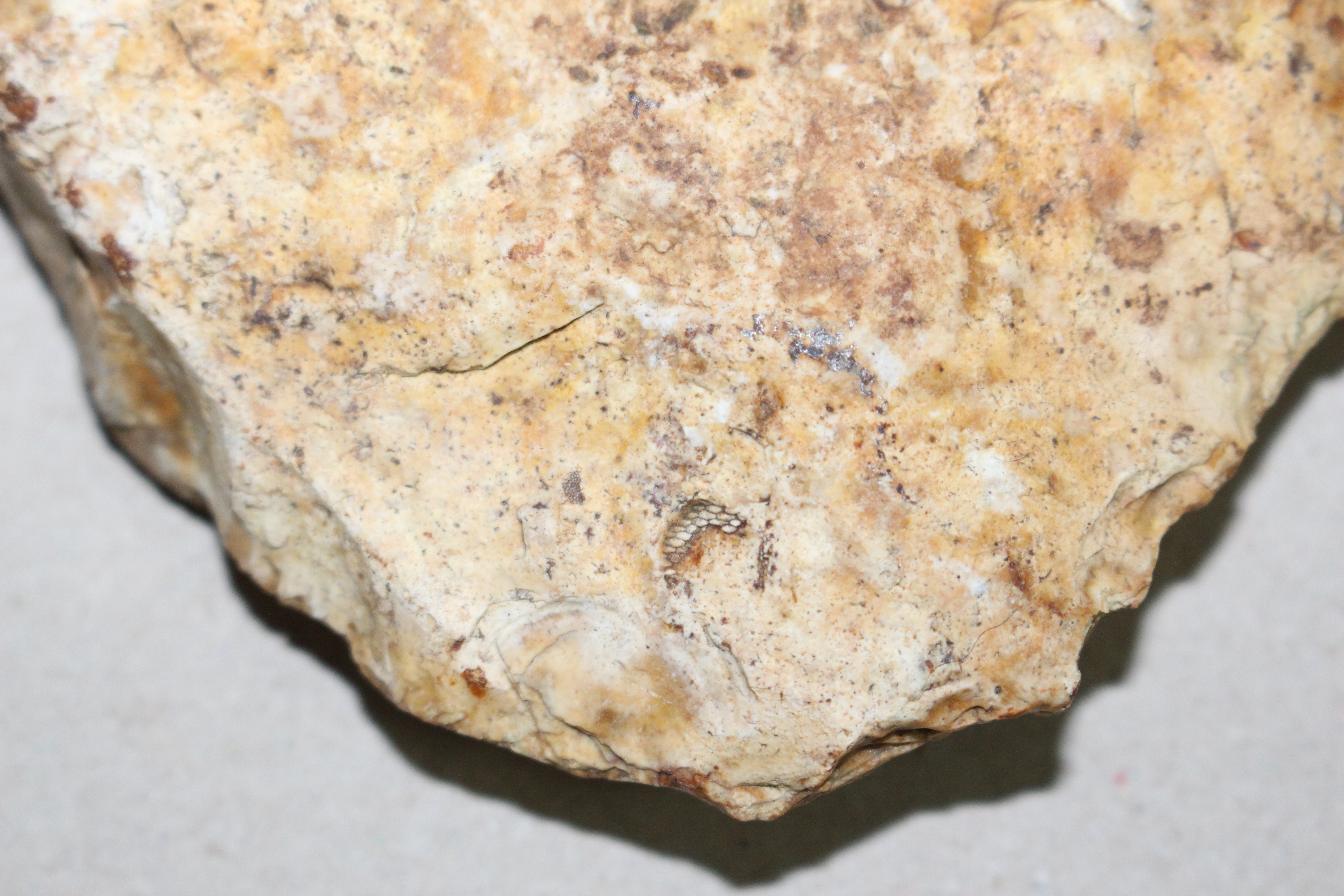 Absolutely tiny scale like fossils in a larger rock? - Fossil ID - The ...