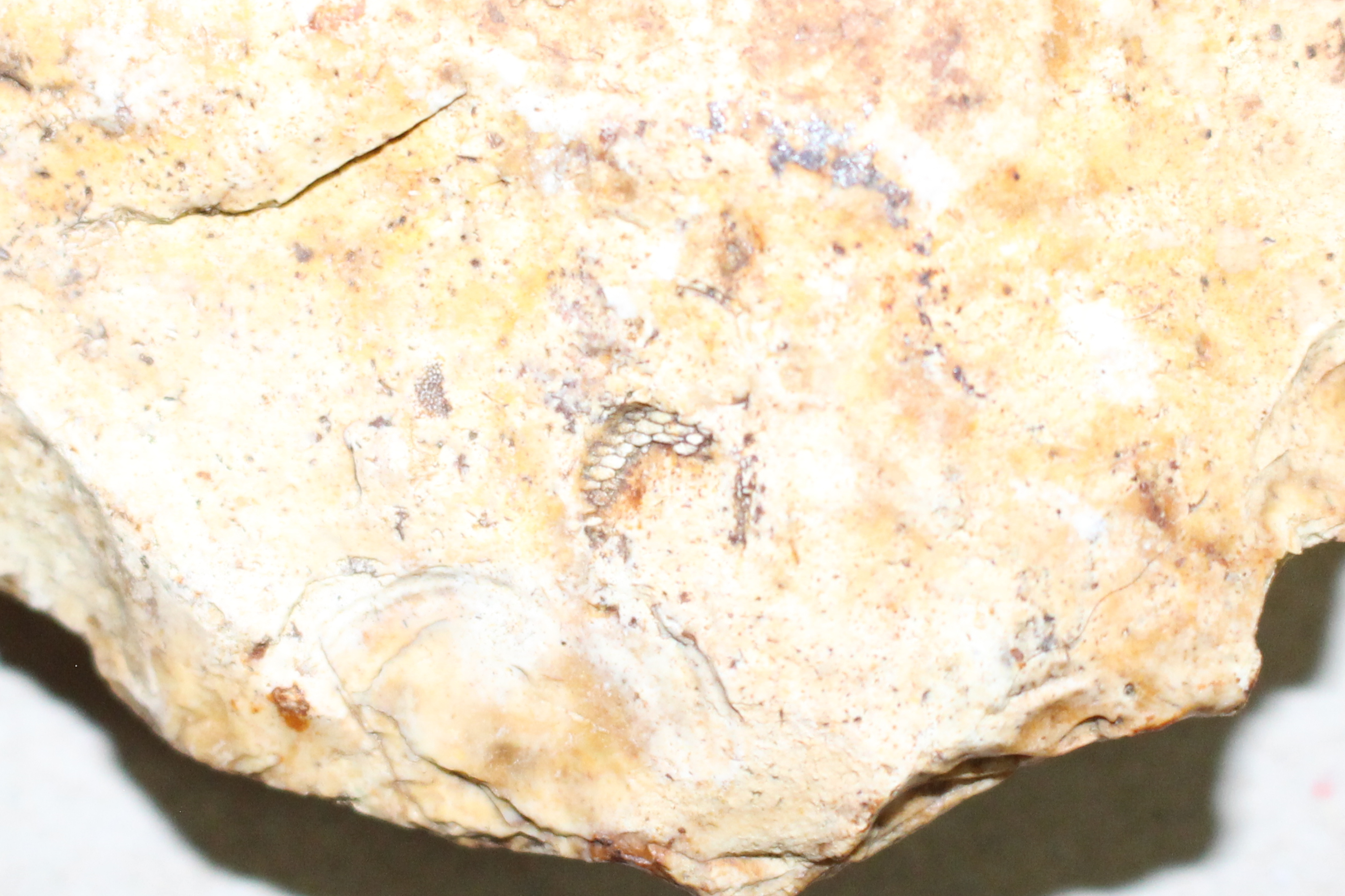 Absolutely tiny scale like fossils in a larger rock? - Fossil ID - The ...