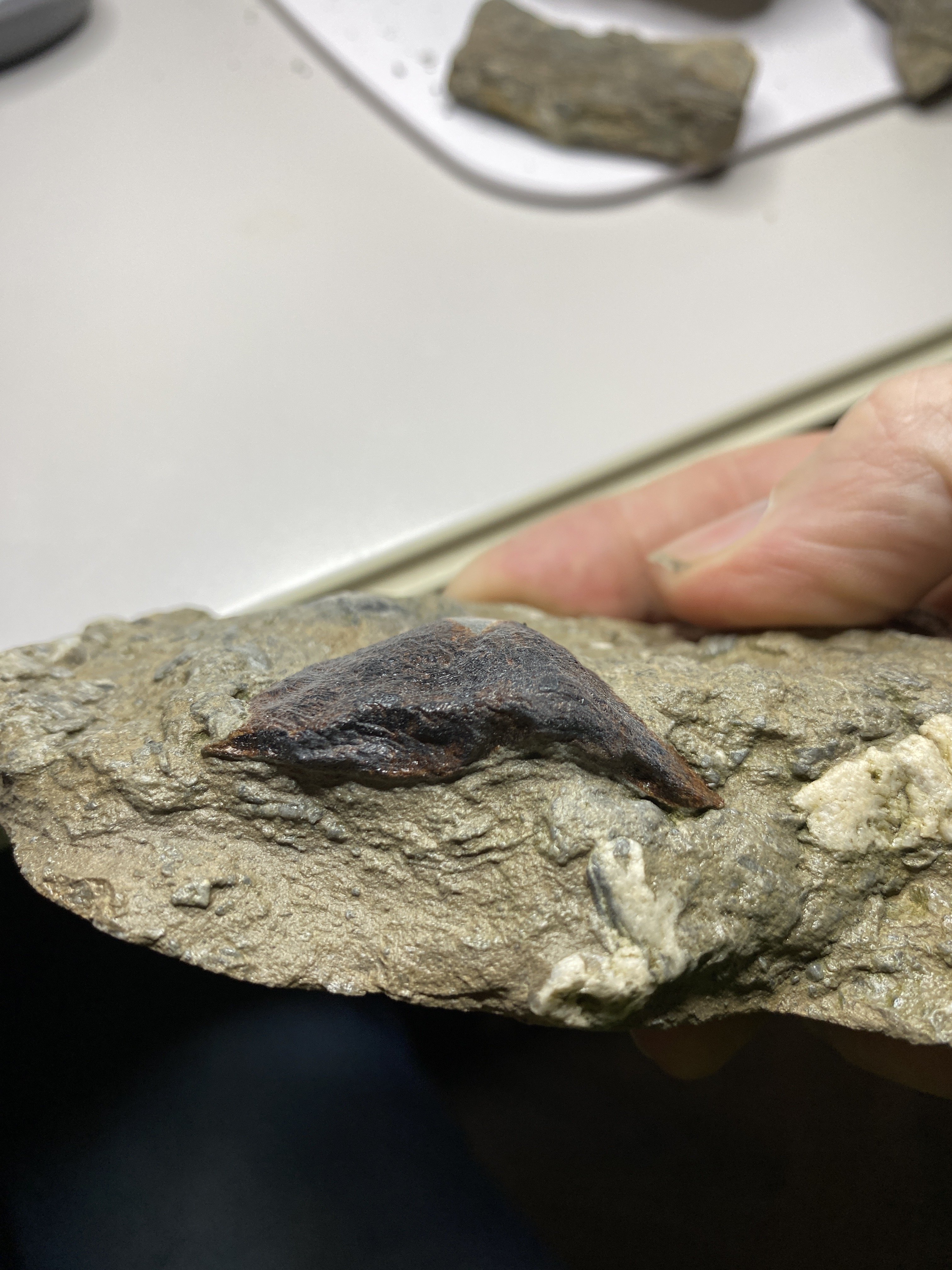 Shell ID - Fossil ID - The Fossil Forum