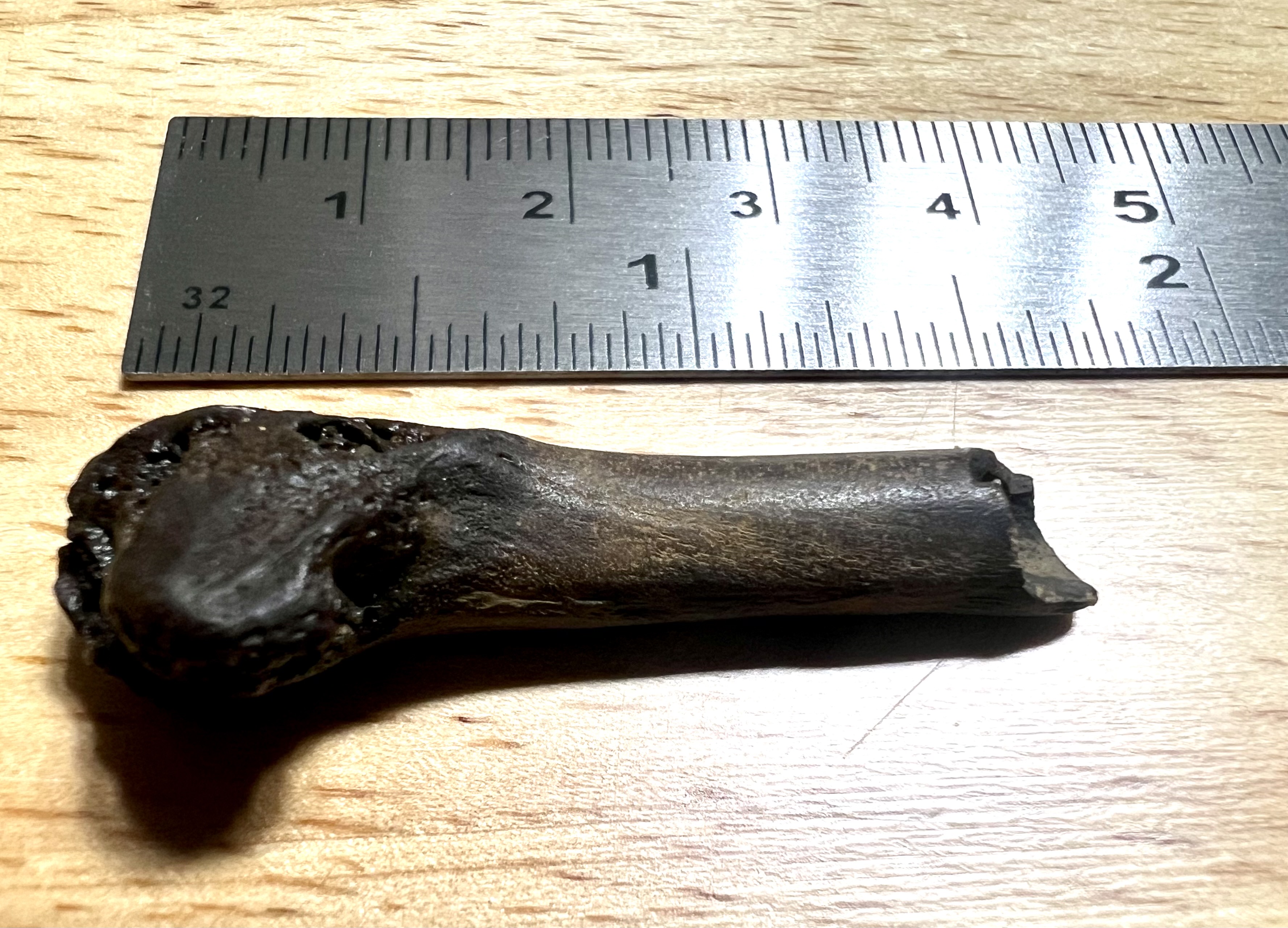 Post Oak Creek (North Texas) Bone Identification Help - Fossil ID - The ...