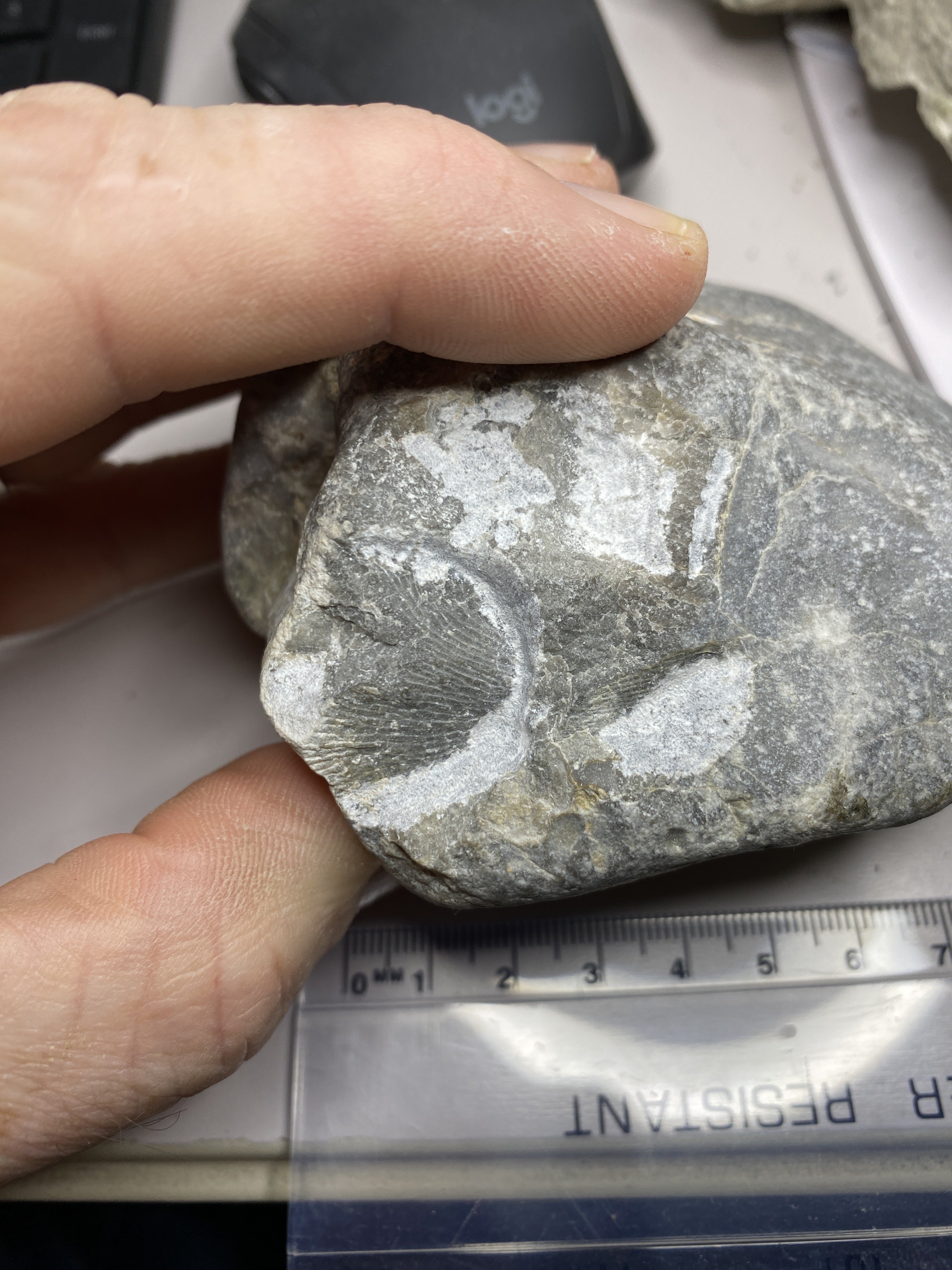 Bryozoan or shell - Fossil ID - The Fossil Forum