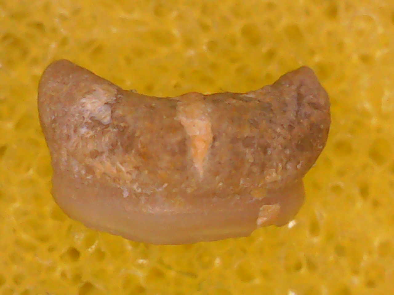 Need help to ID this rare and strange tooth found in the Midra shale ...