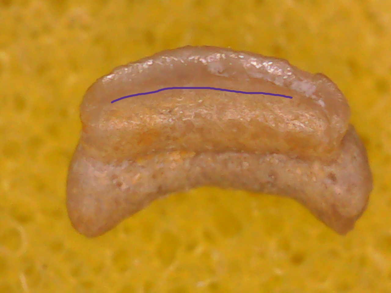 Need help to ID this rare and strange tooth found in the Midra shale ...