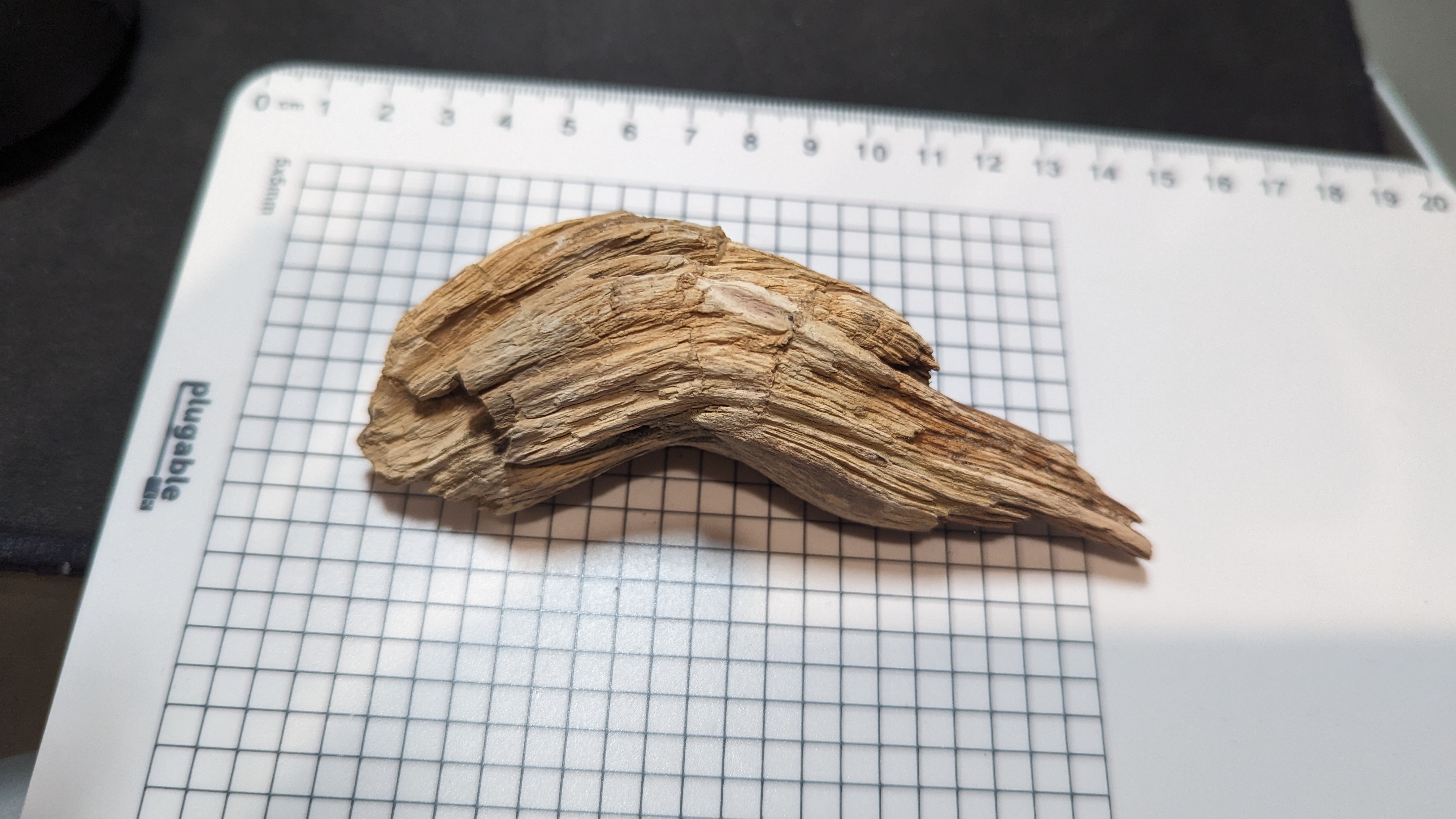 Fossils Collected From Judith River in Summer - Fossil ID - The Fossil ...