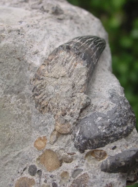 Partial Rhomaleosaurus tooth from UK? - Fossil ID - The Fossil Forum