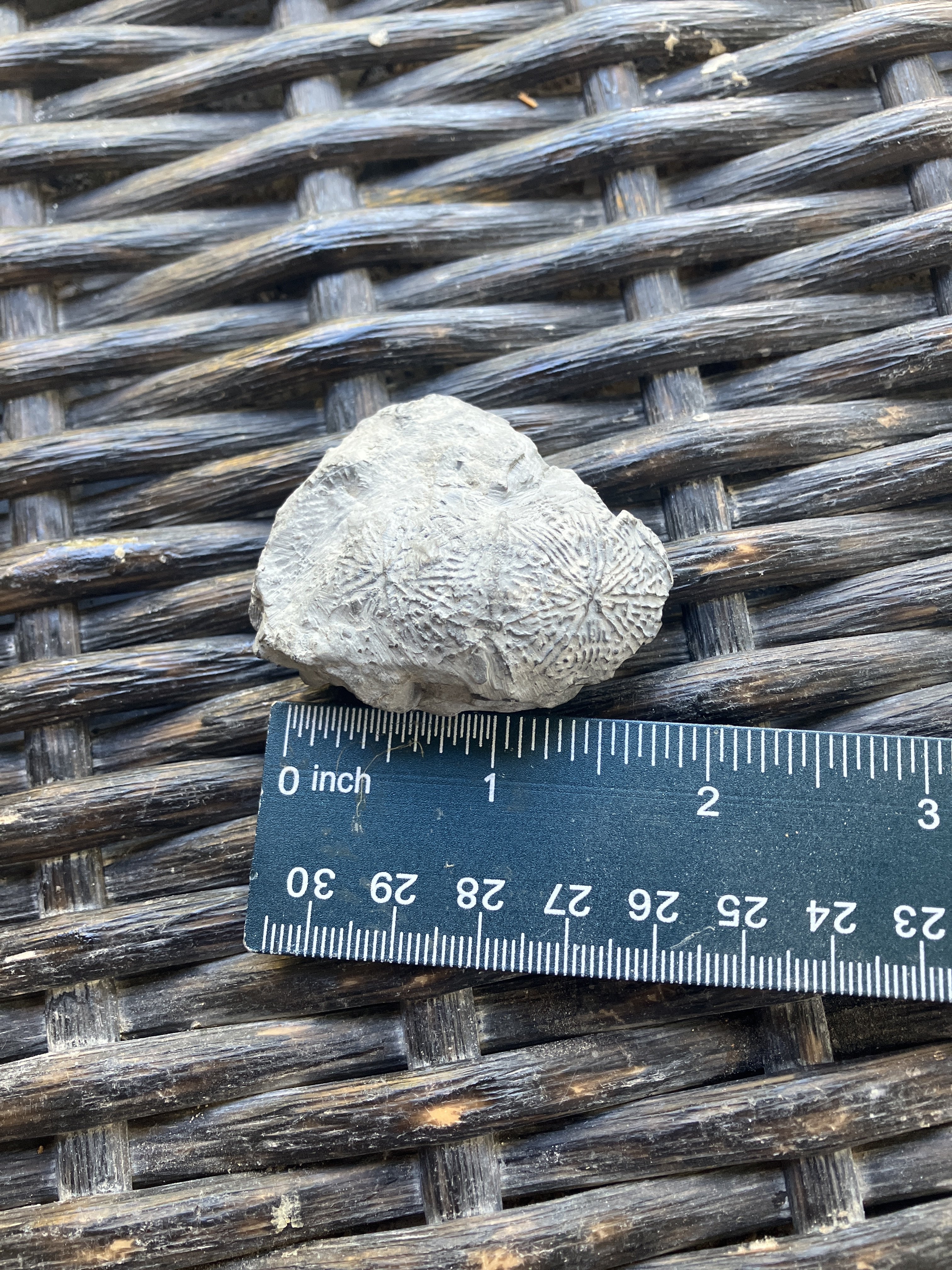 Devonian fish/ placoderm scutes? - Fossil ID - The Fossil Forum