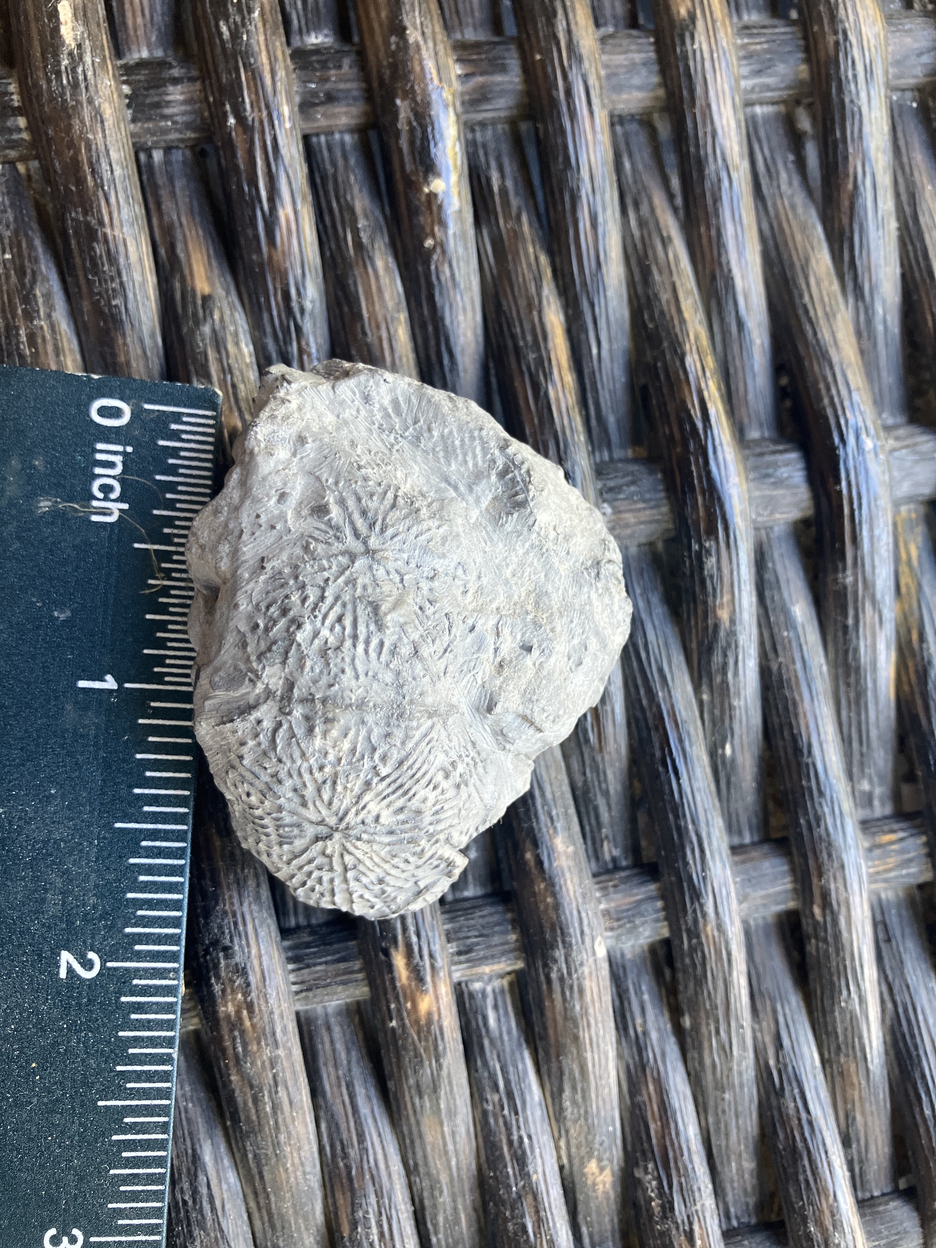 Devonian fish/ placoderm scutes? - Fossil ID - The Fossil Forum