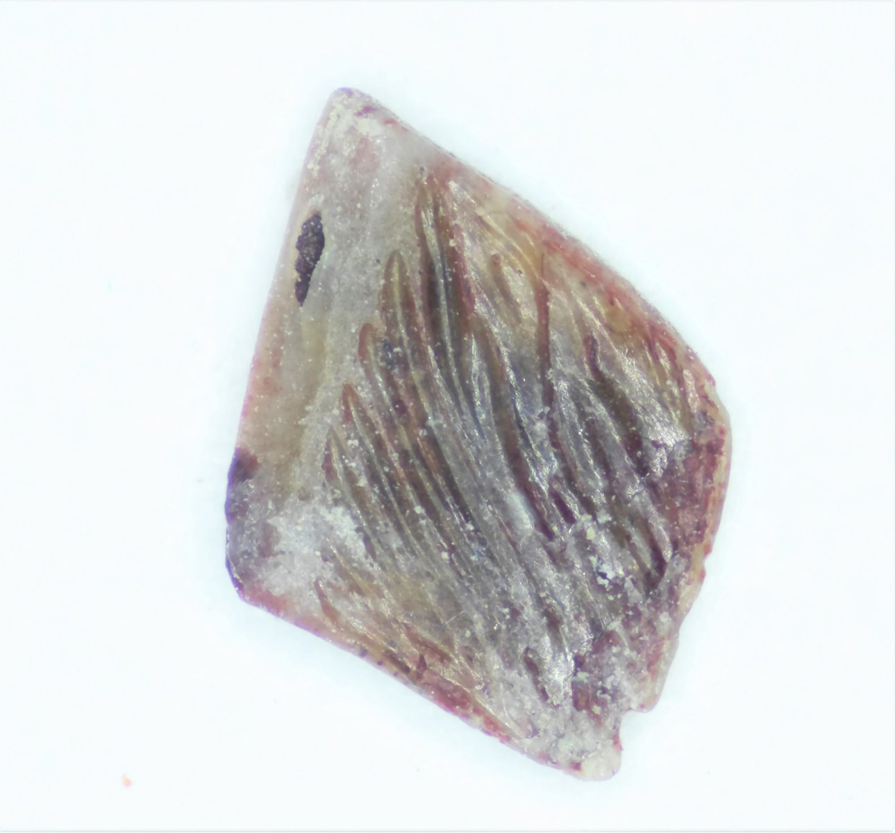 Fish Scale Permian Oklahoma - Member Collections - The Fossil Forum