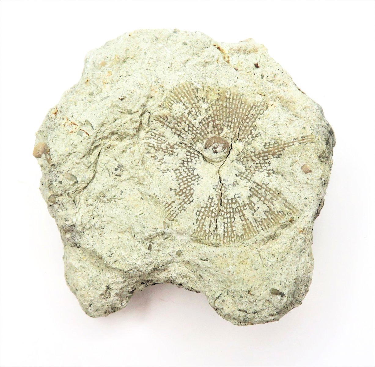 Bryozoan Devonian Oklahoma - Member Collections - The Fossil Forum