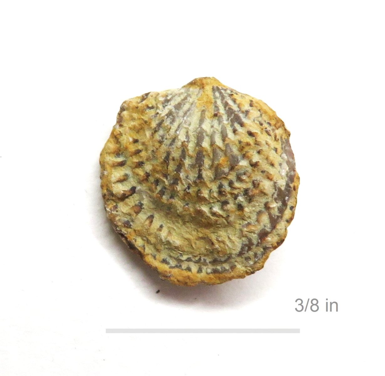 Brachiopod Devonian Oklahoma - Member Collections - The Fossil Forum