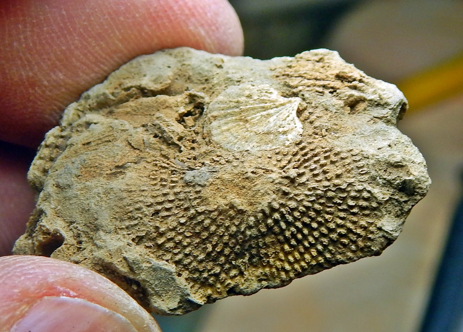 Unidentified Bryozoan - Member Collections - The Fossil Forum
