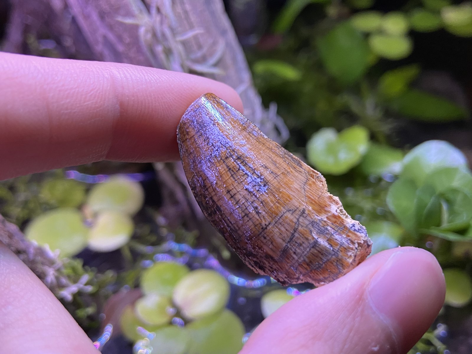 Prognathodon sp. - Member Collections - The Fossil Forum