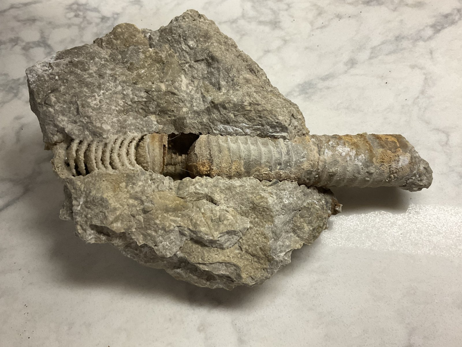 Nautiloid from Formosa Reef, Ontario - Member Collections - The Fossil ...
