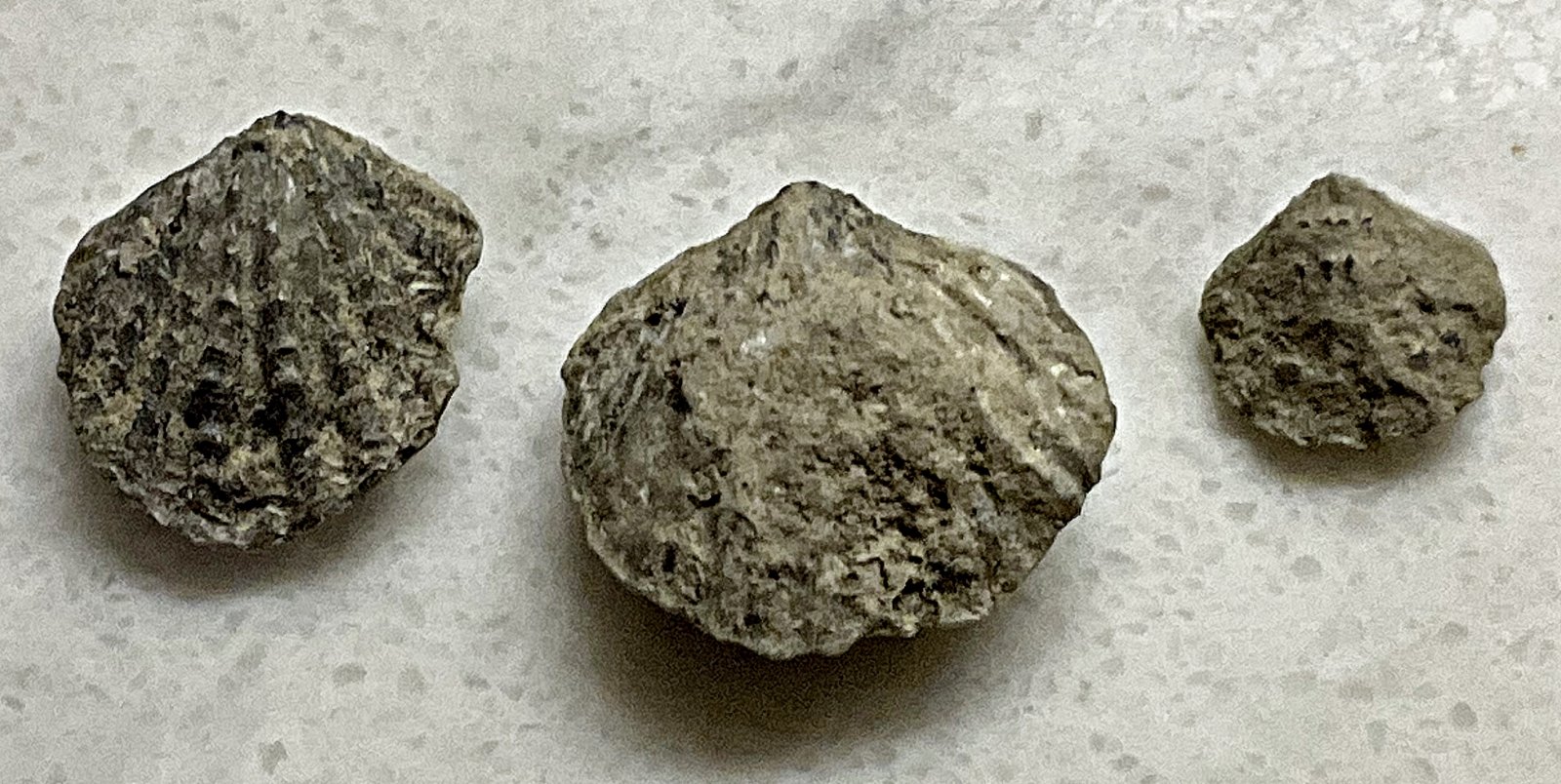 Atrypid Brachiopods from the Rochester Shale, N.Y. - Member Collections ...