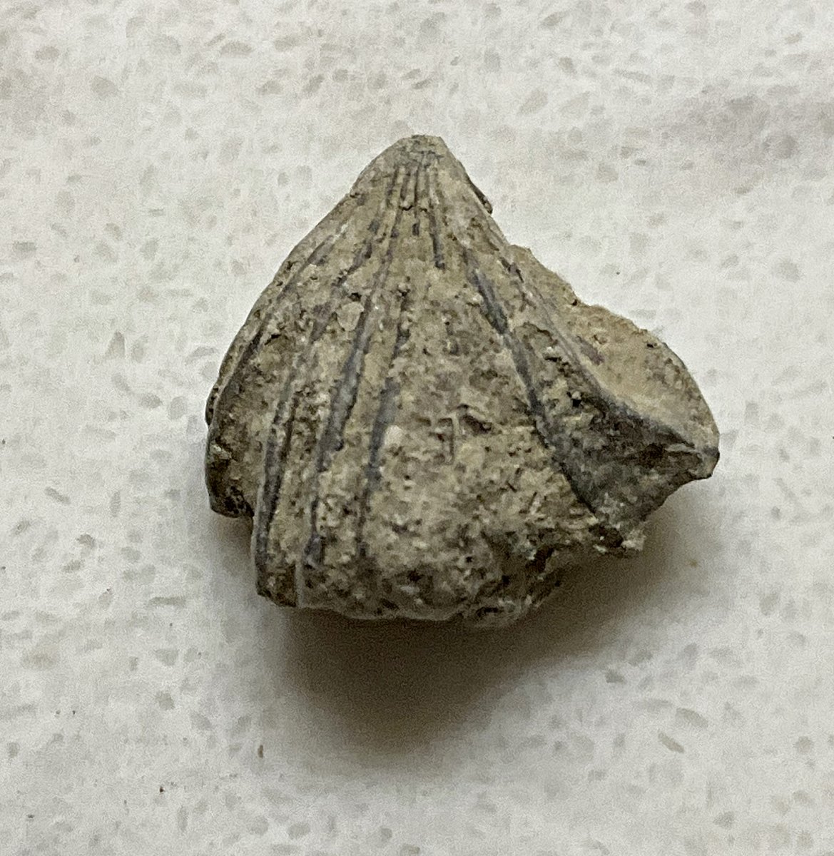 Rhynchonellid Brachiopod from the Rochester Shale, N.Y. - Member ...