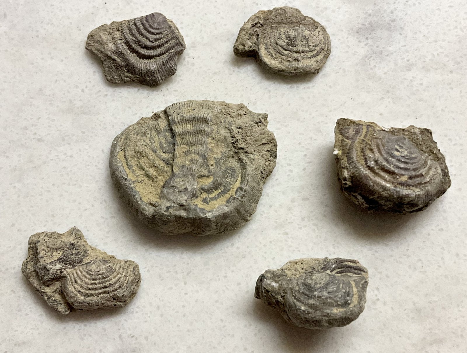 Leptanaea from the Rochester Shale, N.Y. - Member Collections - The ...