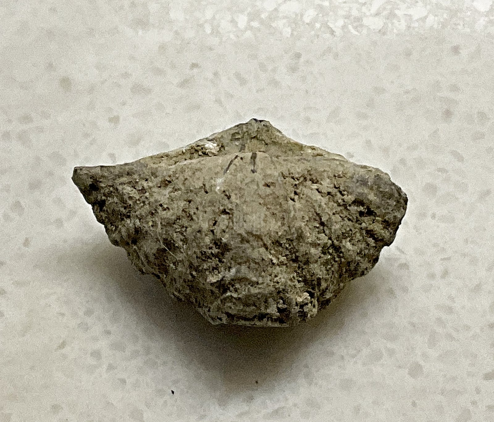 Spiriferid Brachiopod from the Silurian Rochester Shale, N.Y. - Member ...