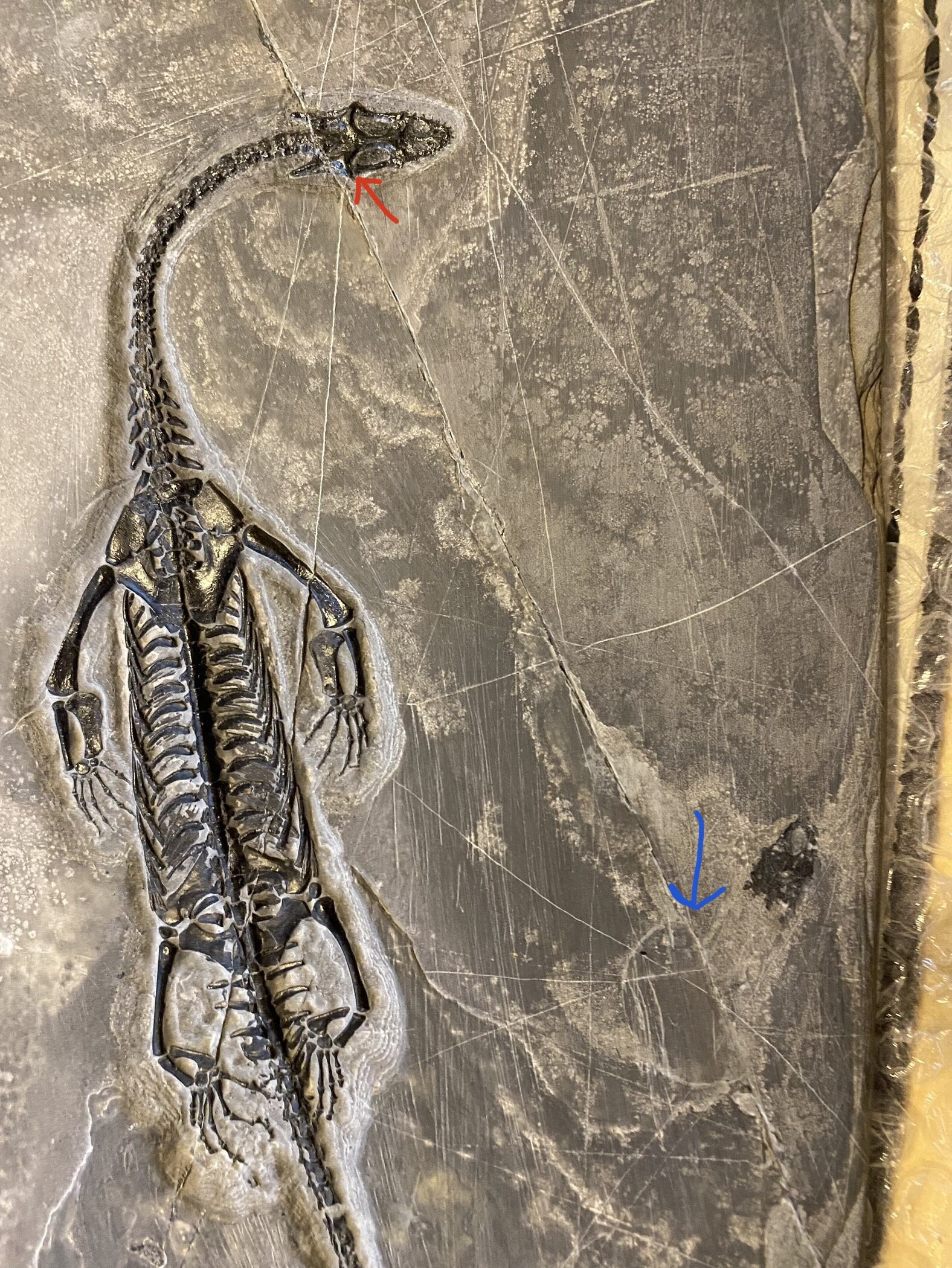 Composite Keichousaurus? - Is It Real? How to Recognize Fossil ...