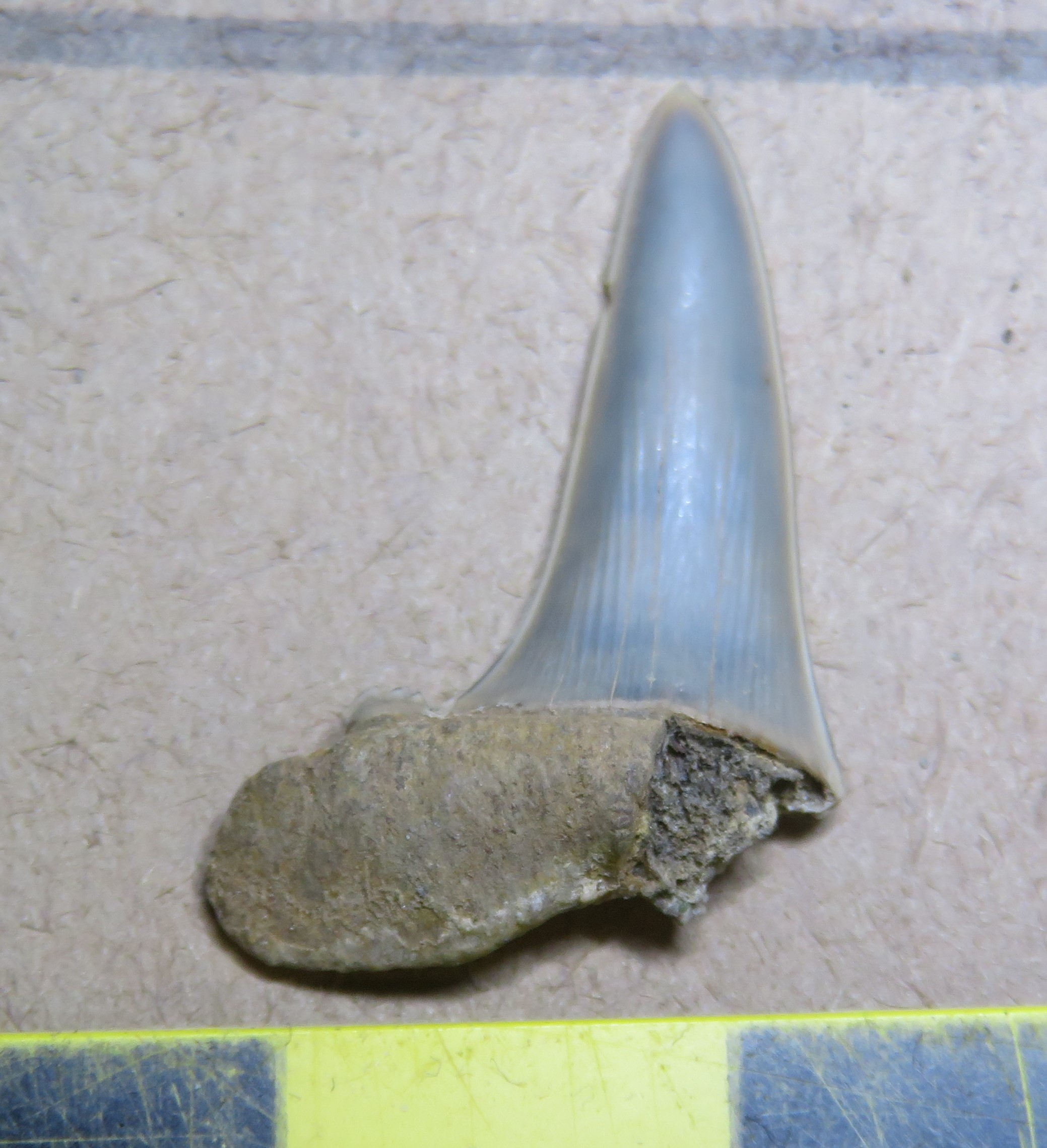 Eocene Shark Tooth ID - Fossil ID - The Fossil Forum