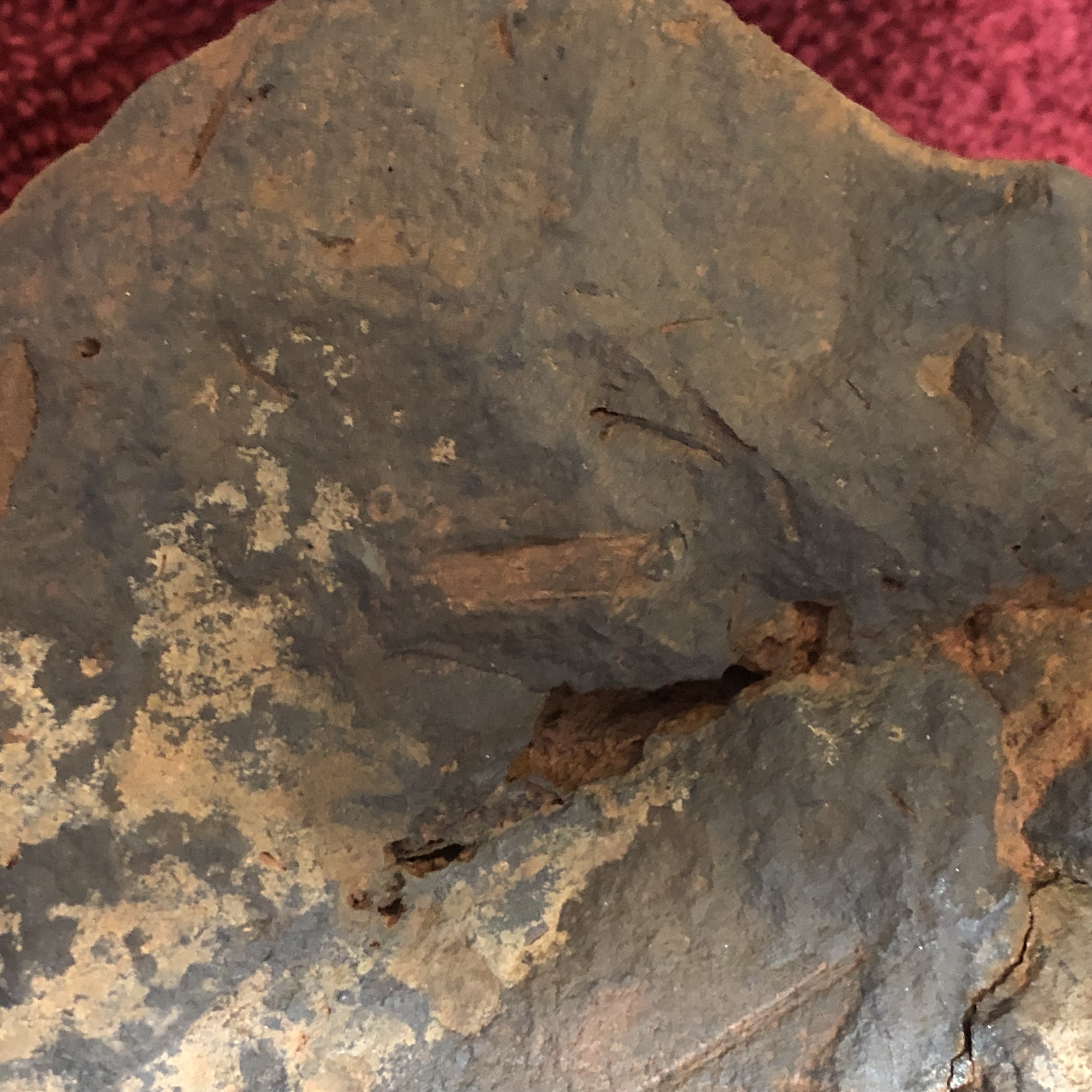 ID of first plant impressions Coleraine Formation - Fossil ID - The ...
