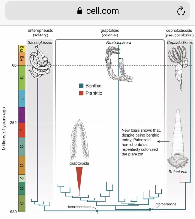 Ezekiel’s Wheel - Fossil News - The Fossil Forum