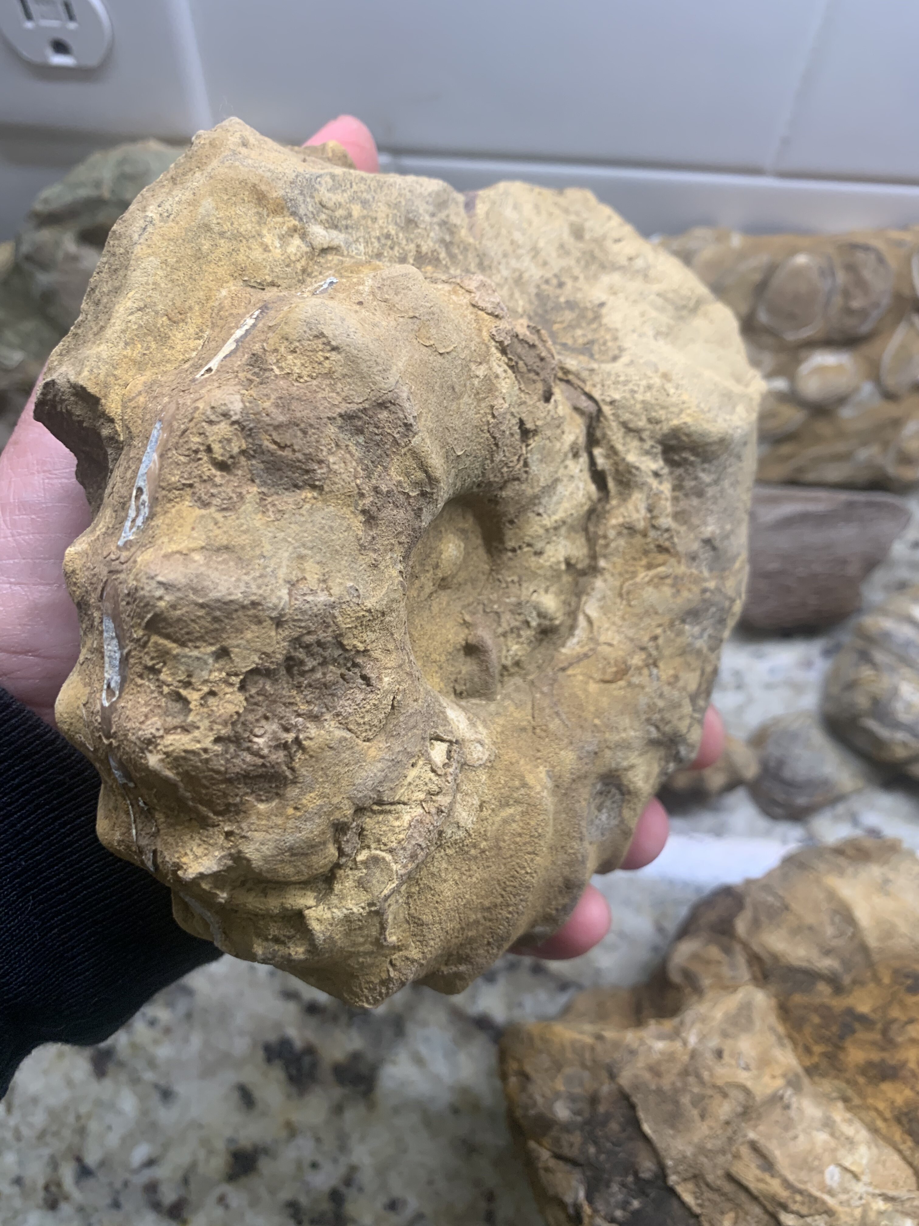 Unreal woodbine expedition today - Fossil Hunting Trips - The Fossil Forum