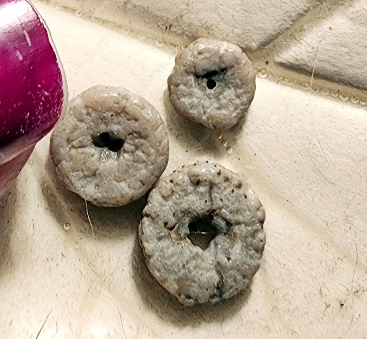 Tiny fossils, fish vertebrae? - Fossil ID - The Fossil Forum