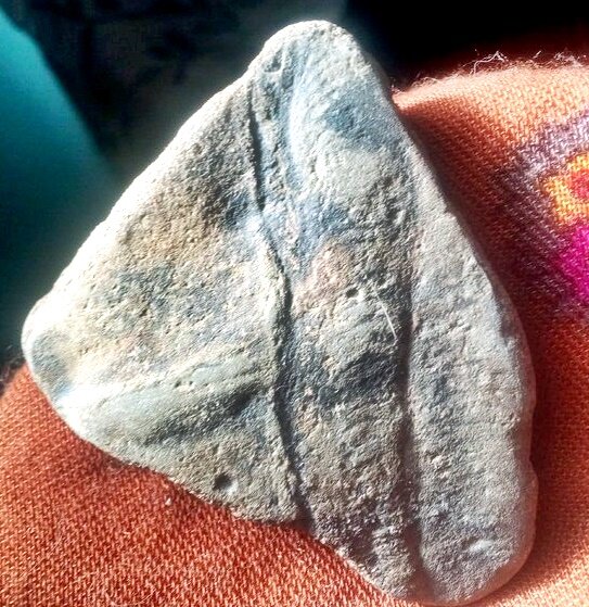 New inquisitive Ozark Rockhound - Fossil ID - The Fossil Forum