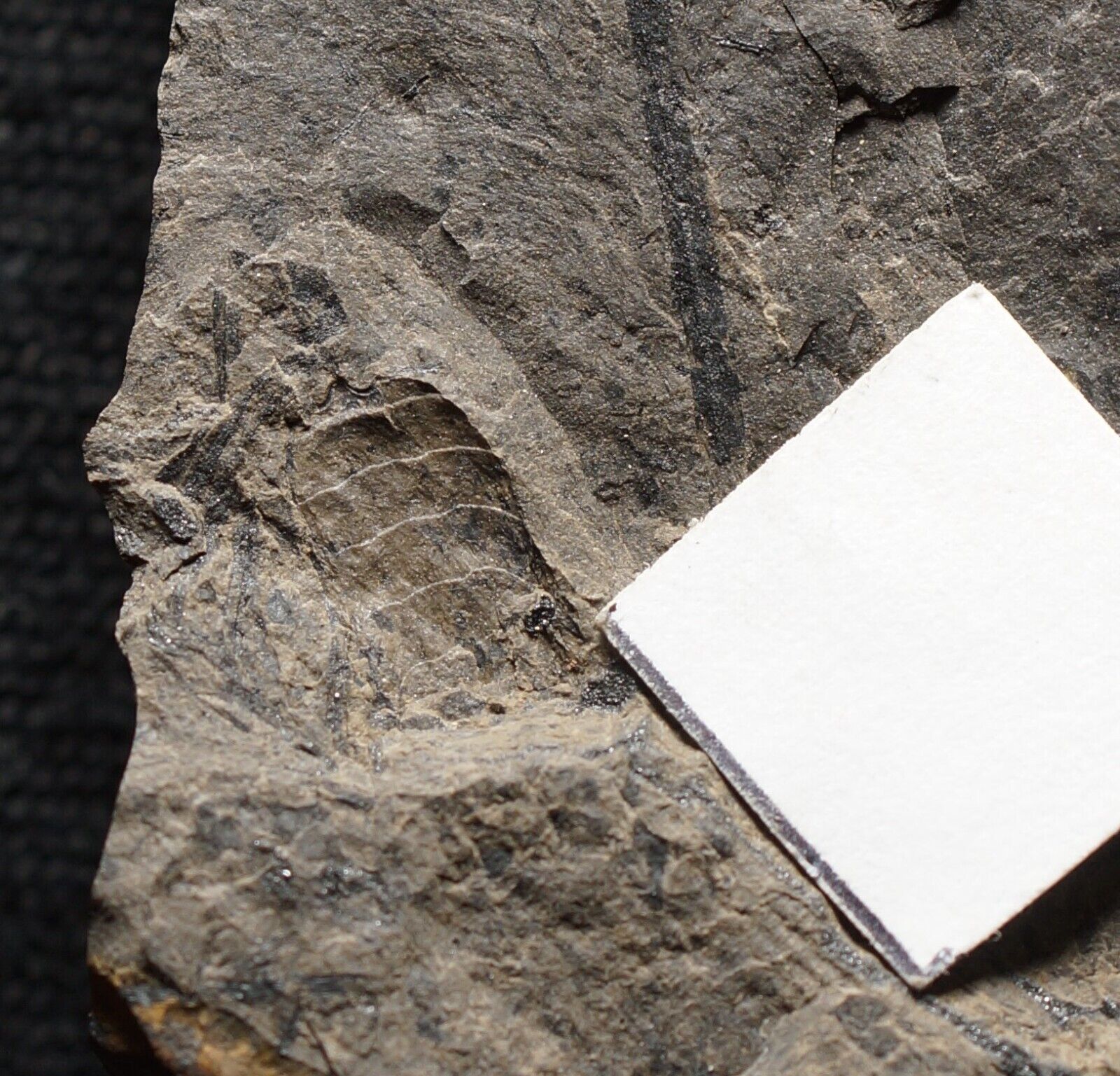 Trigonotarbid abdomen? - Fossil ID - The Fossil Forum