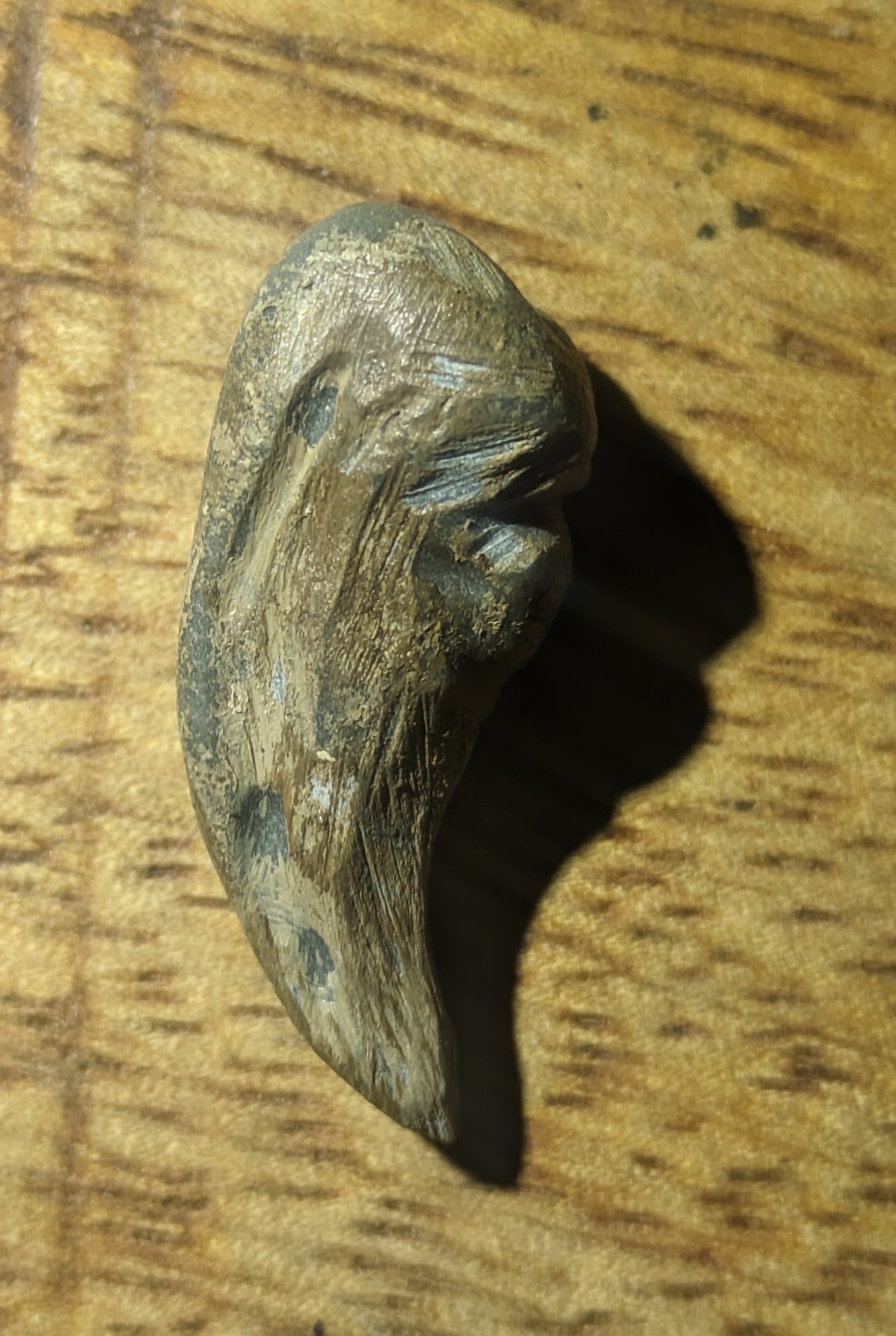 Dimetrodon Finger with Claw - Is It Real? How to Recognize Fossil ...