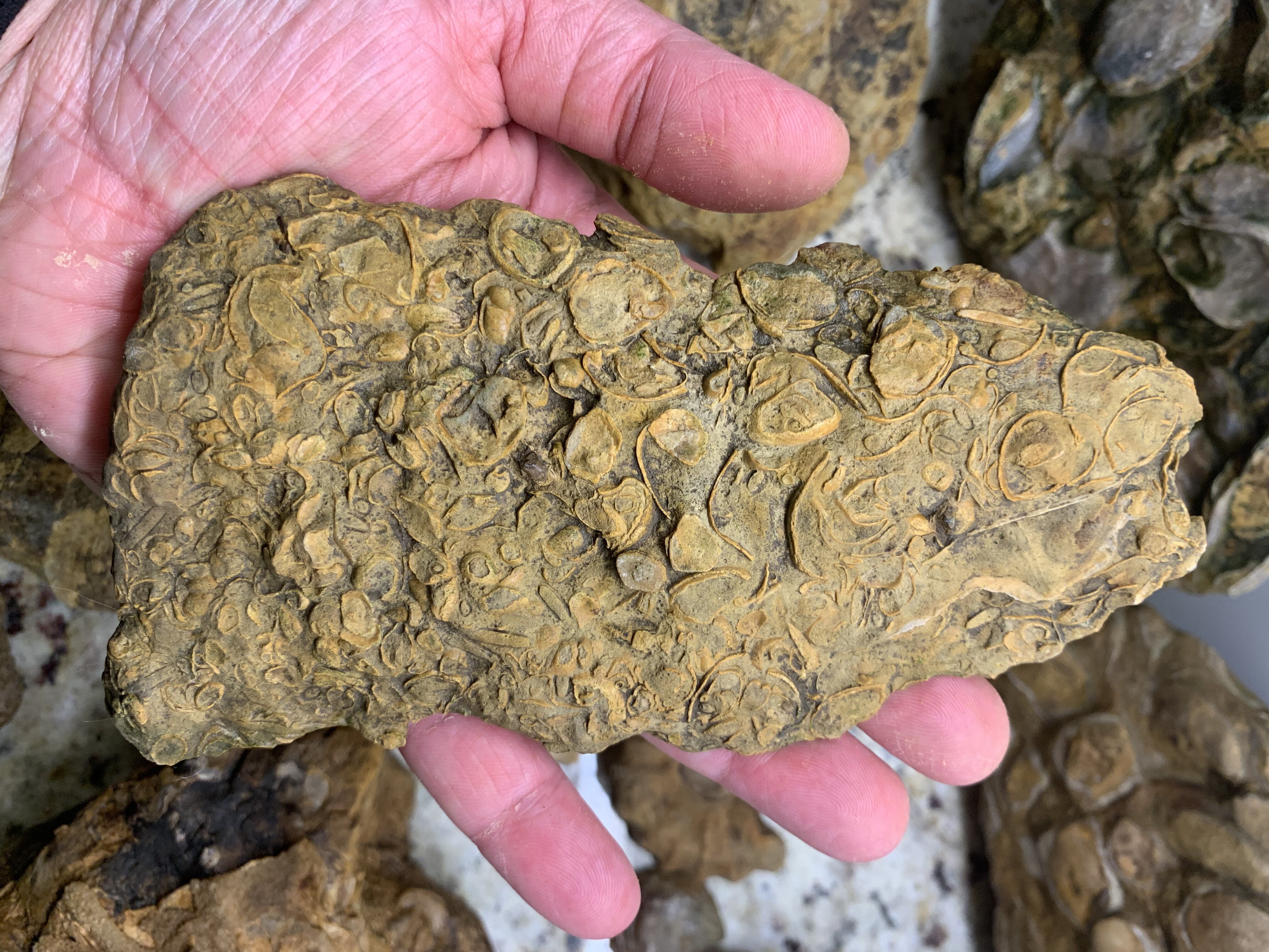 Unreal woodbine expedition today - Fossil Hunting Trips - The Fossil Forum