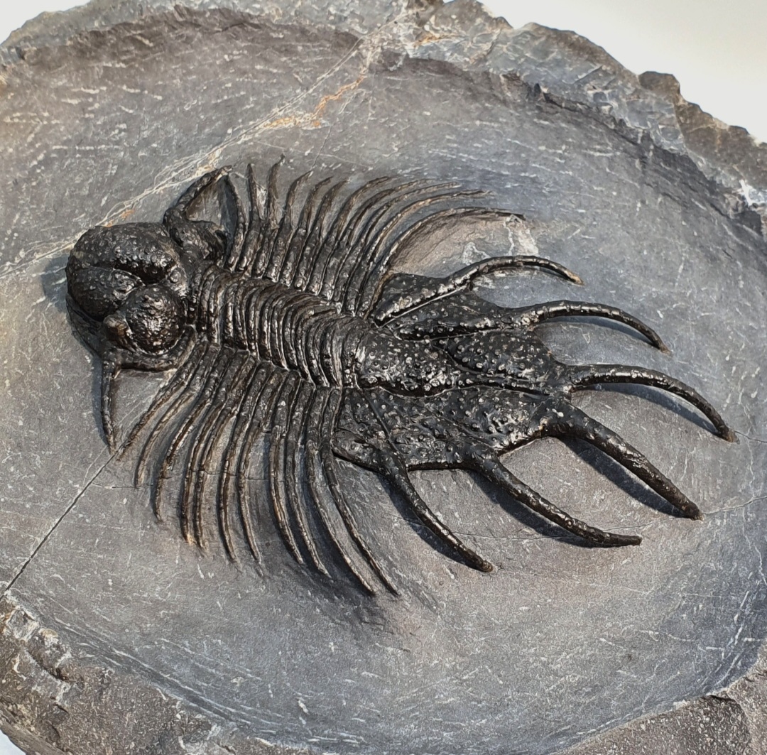 My first trilobite fossil! acanthopyge sp. - Member Collections - The ...