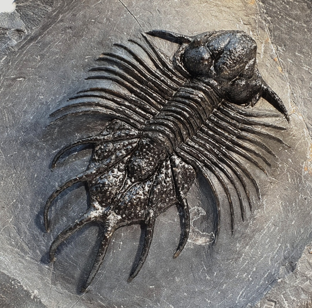 My first trilobite fossil! acanthopyge sp. - Member Collections - The ...