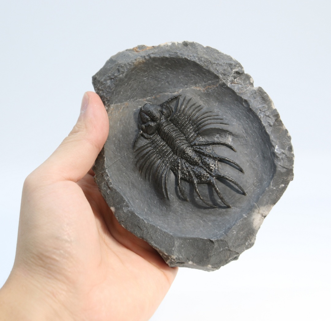 My first trilobite fossil! acanthopyge sp. - Member Collections - The ...