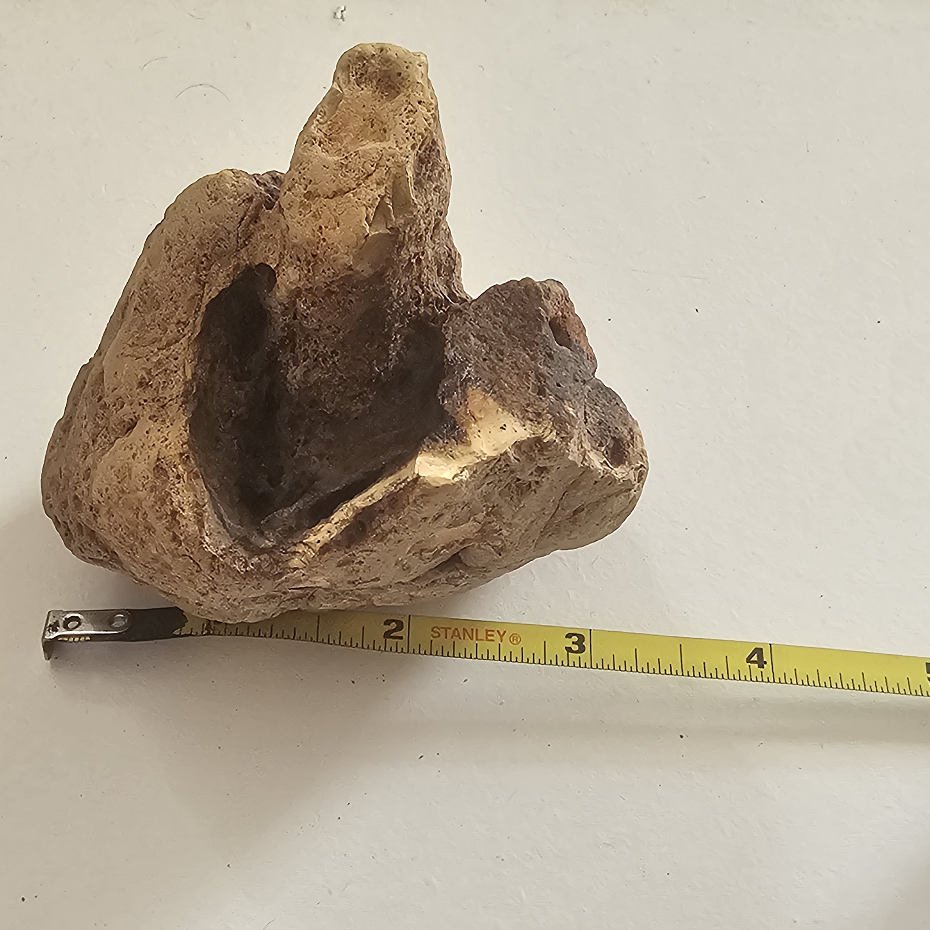 Fossilized Bone? - Fossil ID - The Fossil Forum
