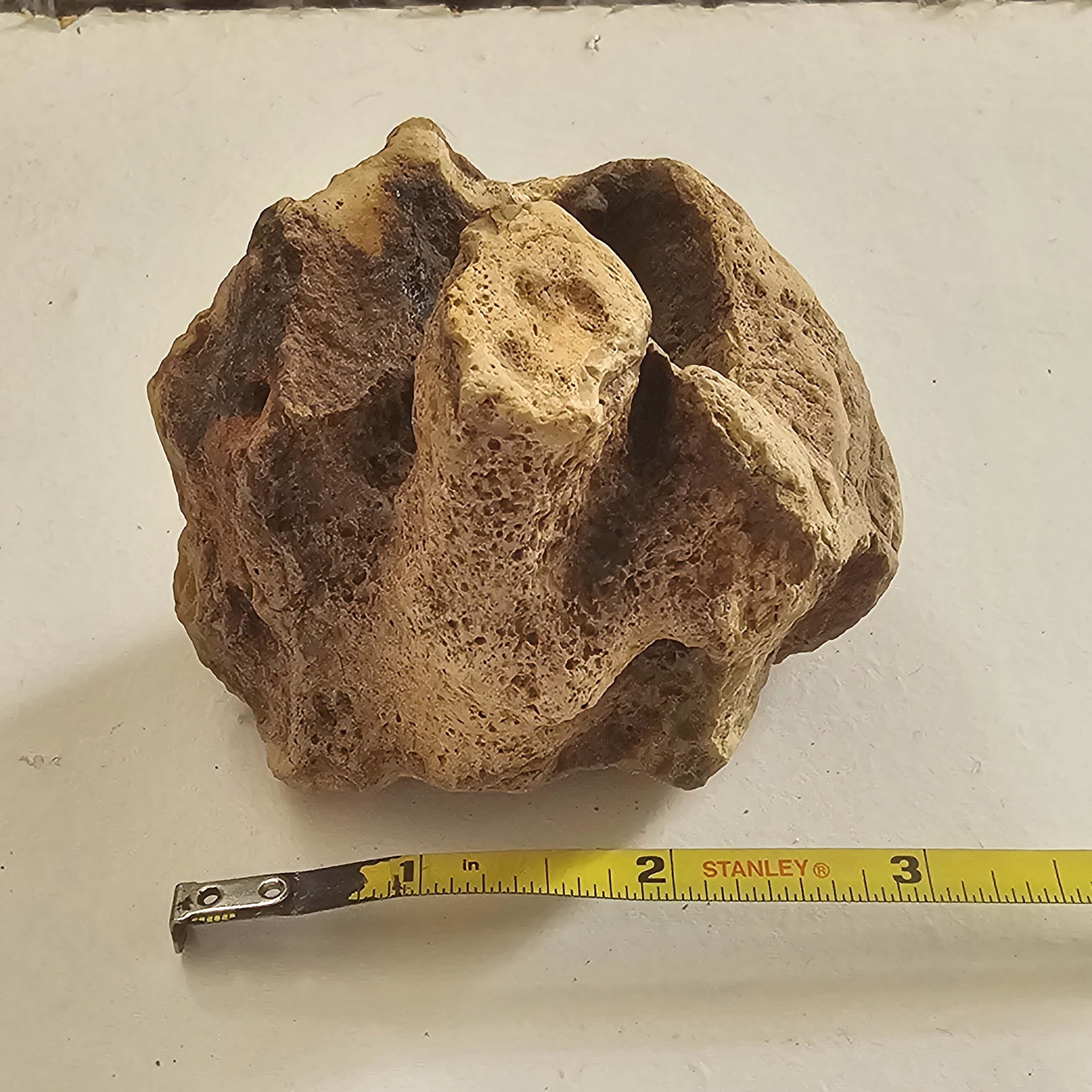 Fossilized Bone? - Fossil ID - The Fossil Forum