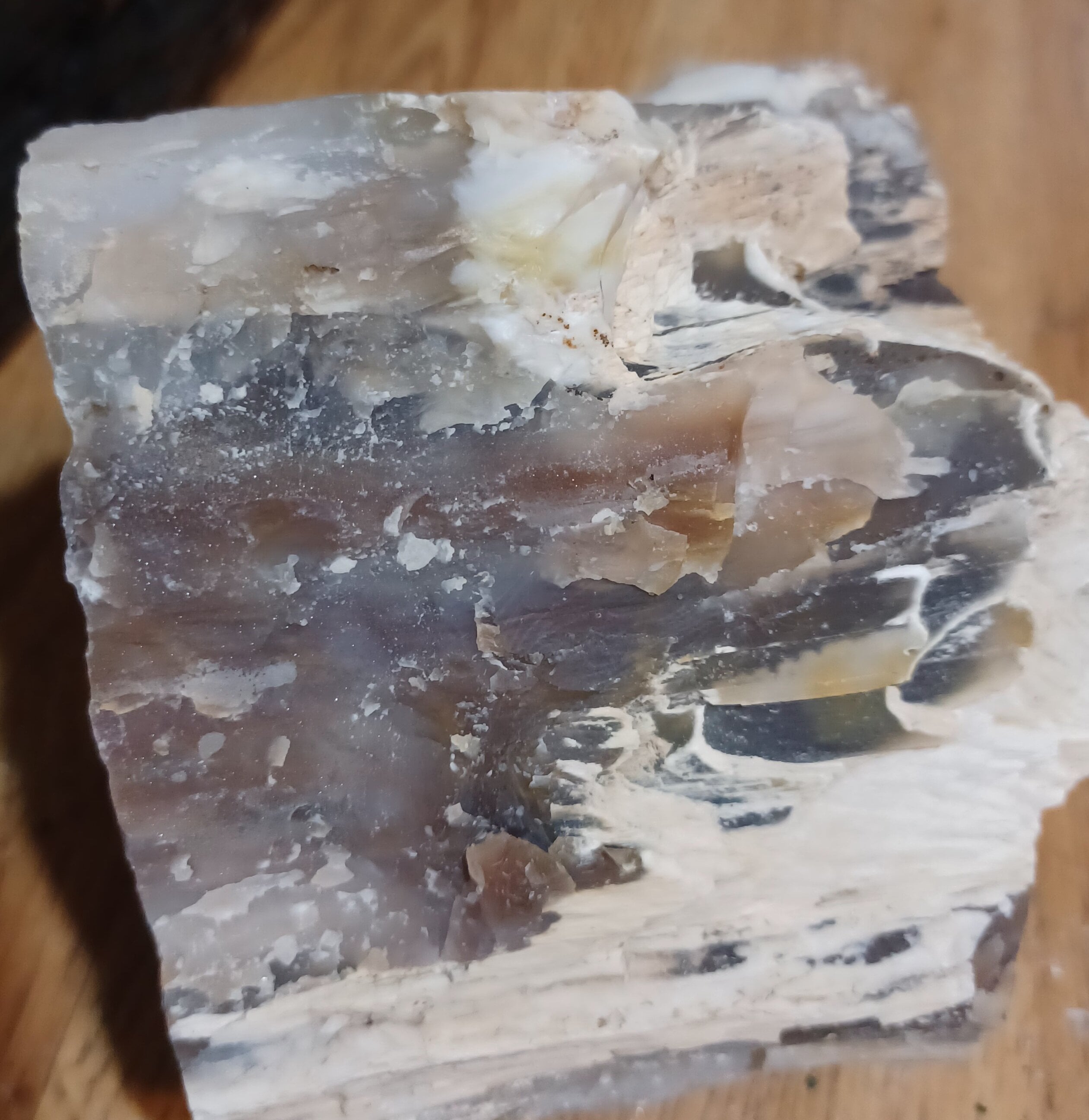 Newbie! Needing help with ID's - Fossil ID - The Fossil Forum