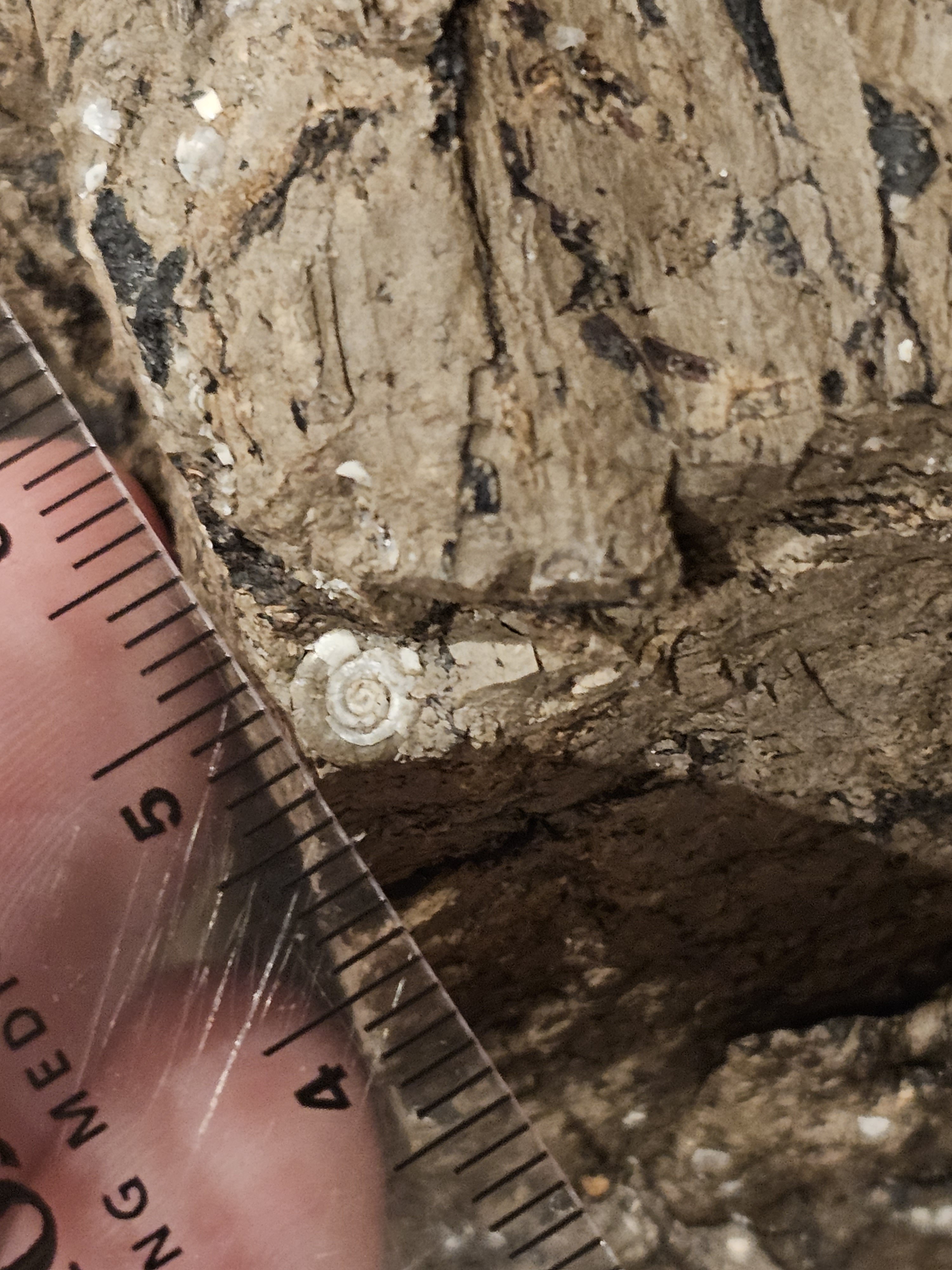 Gastropods and plant impressions associated with gomphothere jaw, coal ...