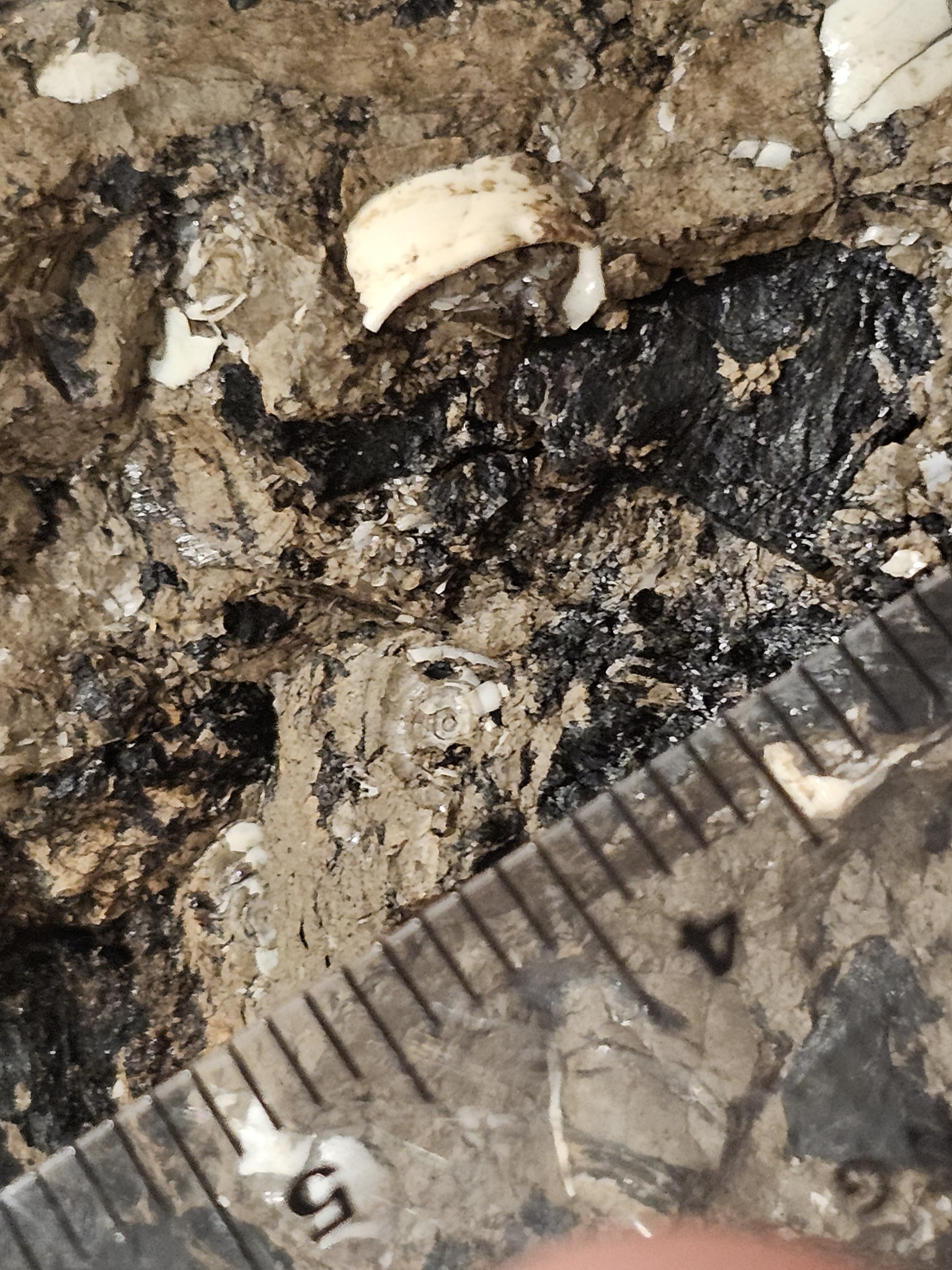 Gastropods and plant impressions associated with gomphothere jaw, coal ...