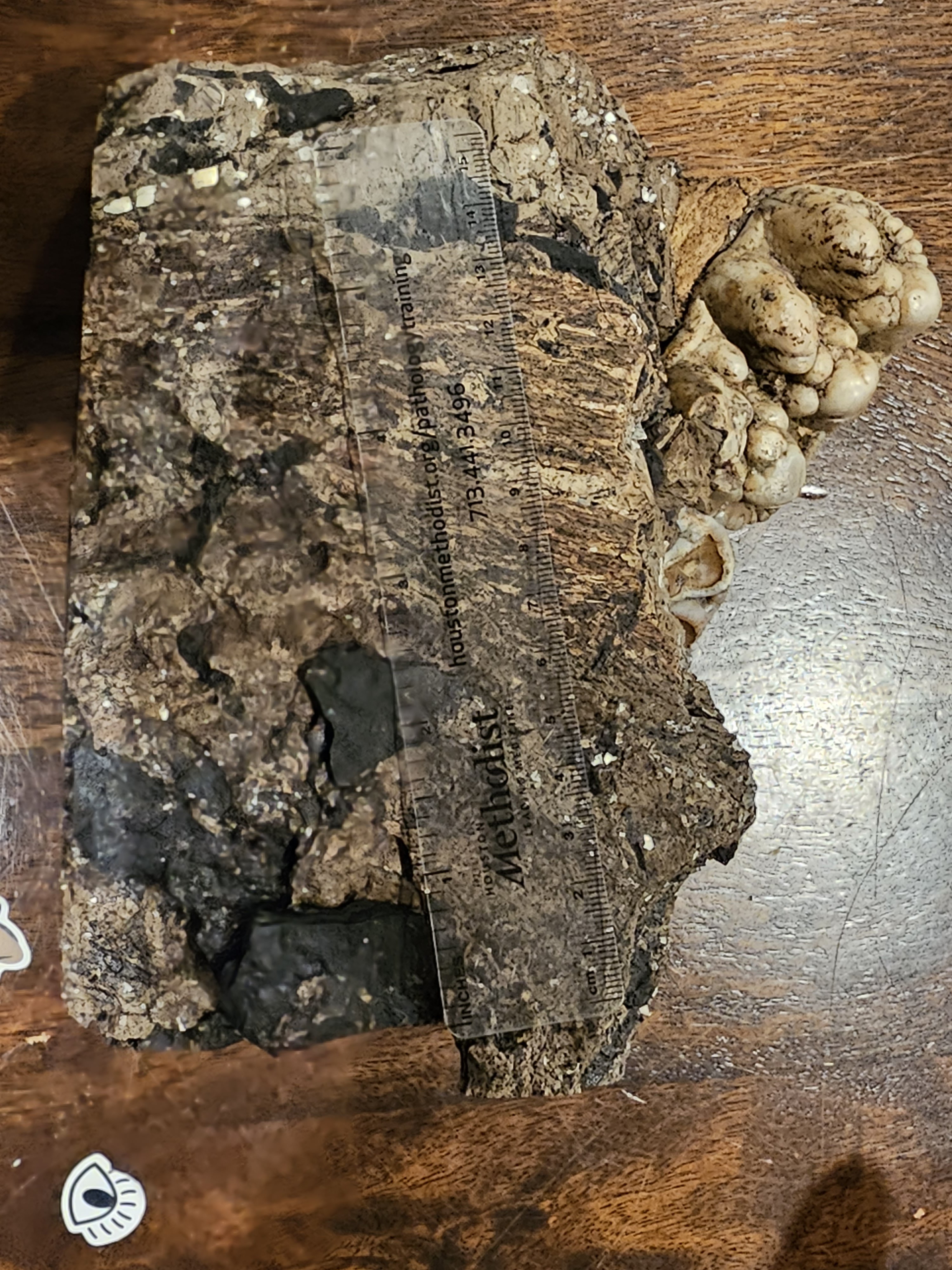 Gastropods and plant impressions associated with gomphothere jaw, coal ...