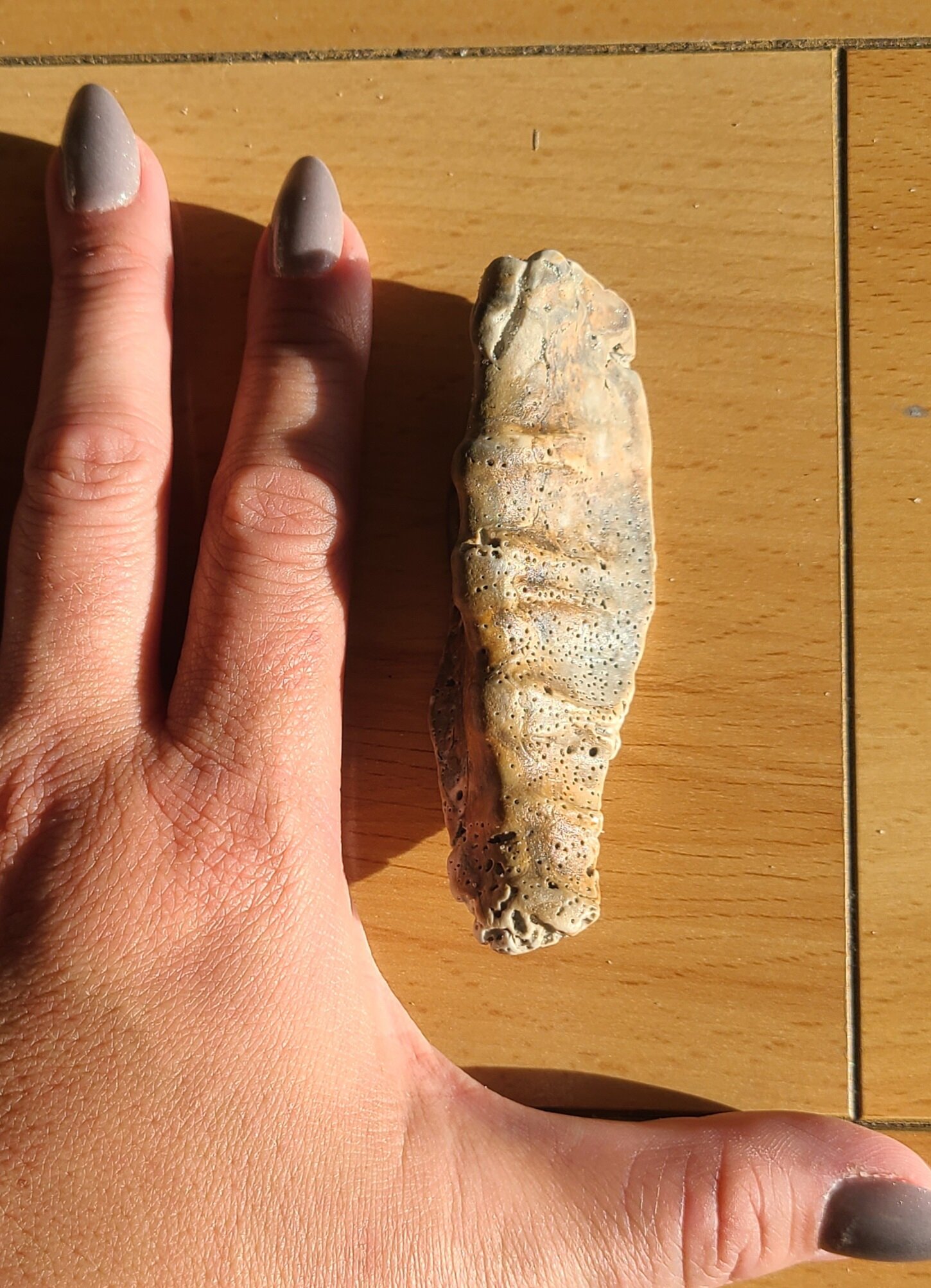 What is it? - Fossil ID - The Fossil Forum