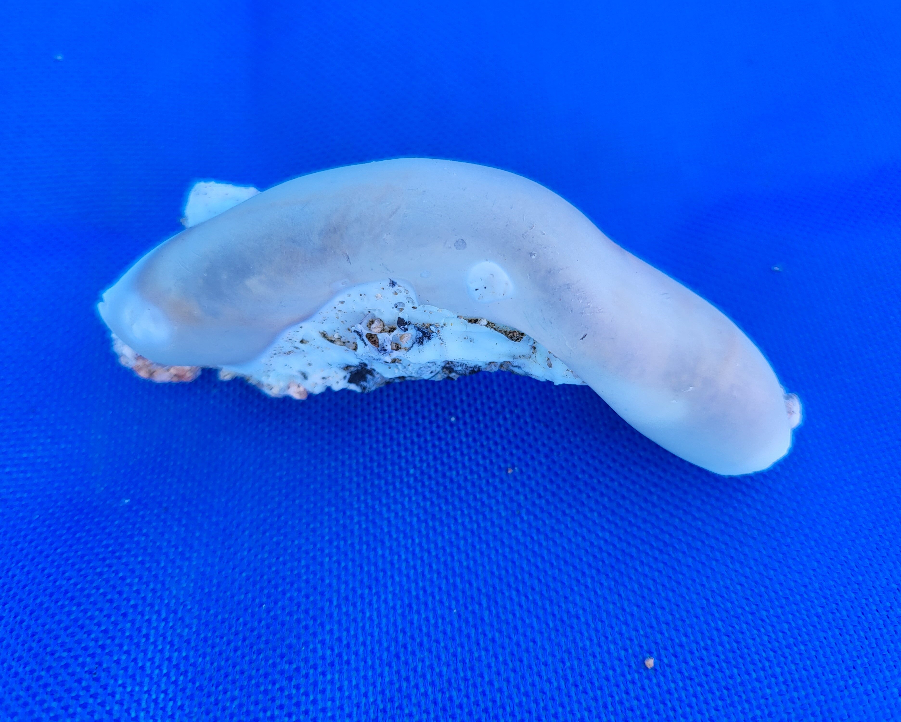 Glass Slug? - Fossil ID - The Fossil Forum