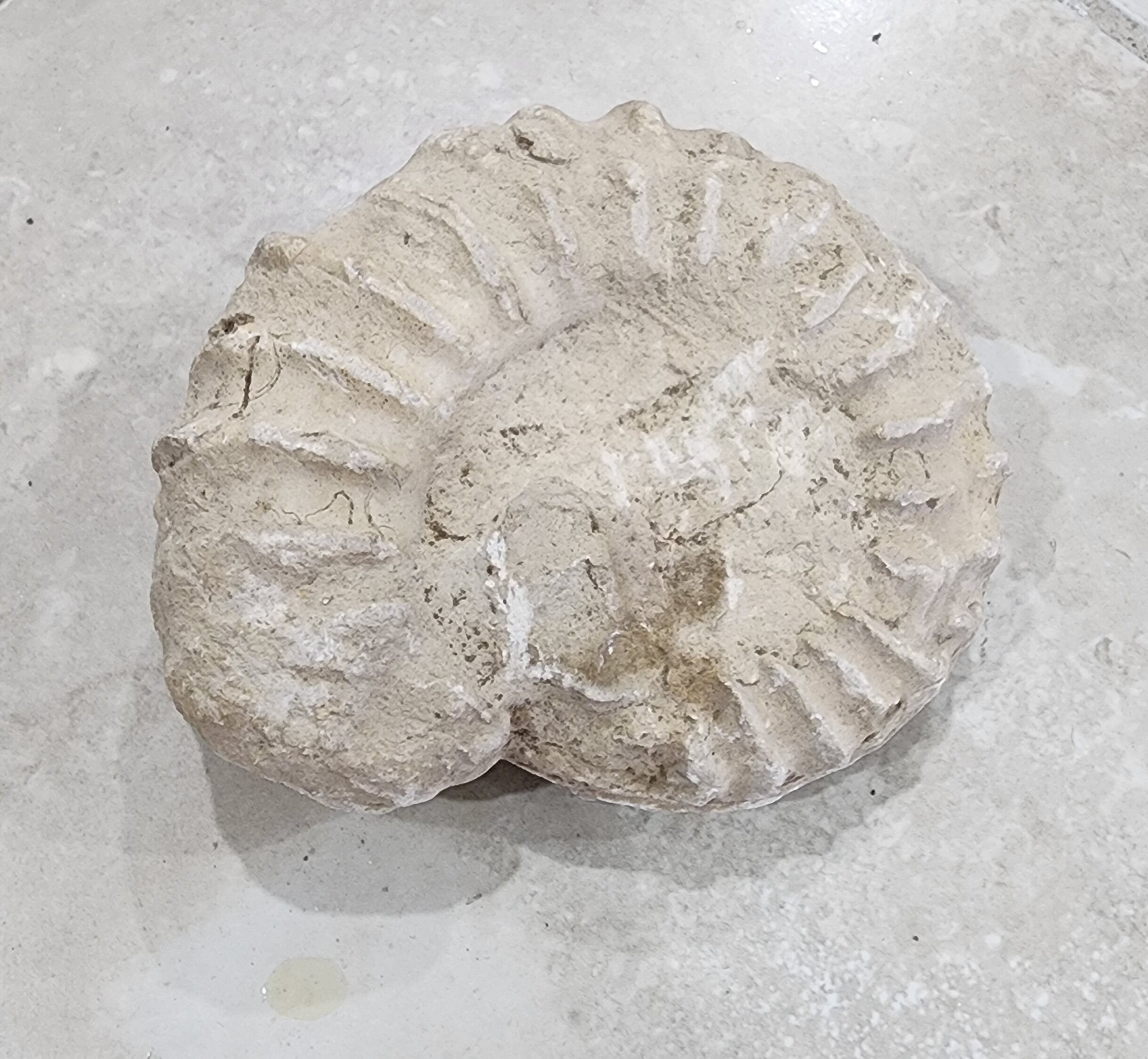 Ontario Ammonite Identification - Fossil ID - The Fossil Forum