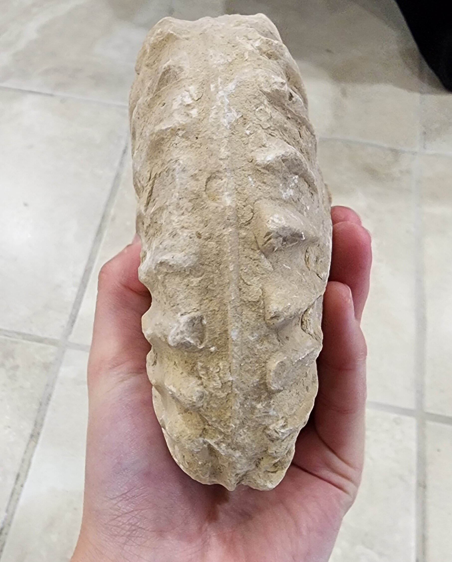 Ontario Ammonite Identification - Fossil ID - The Fossil Forum