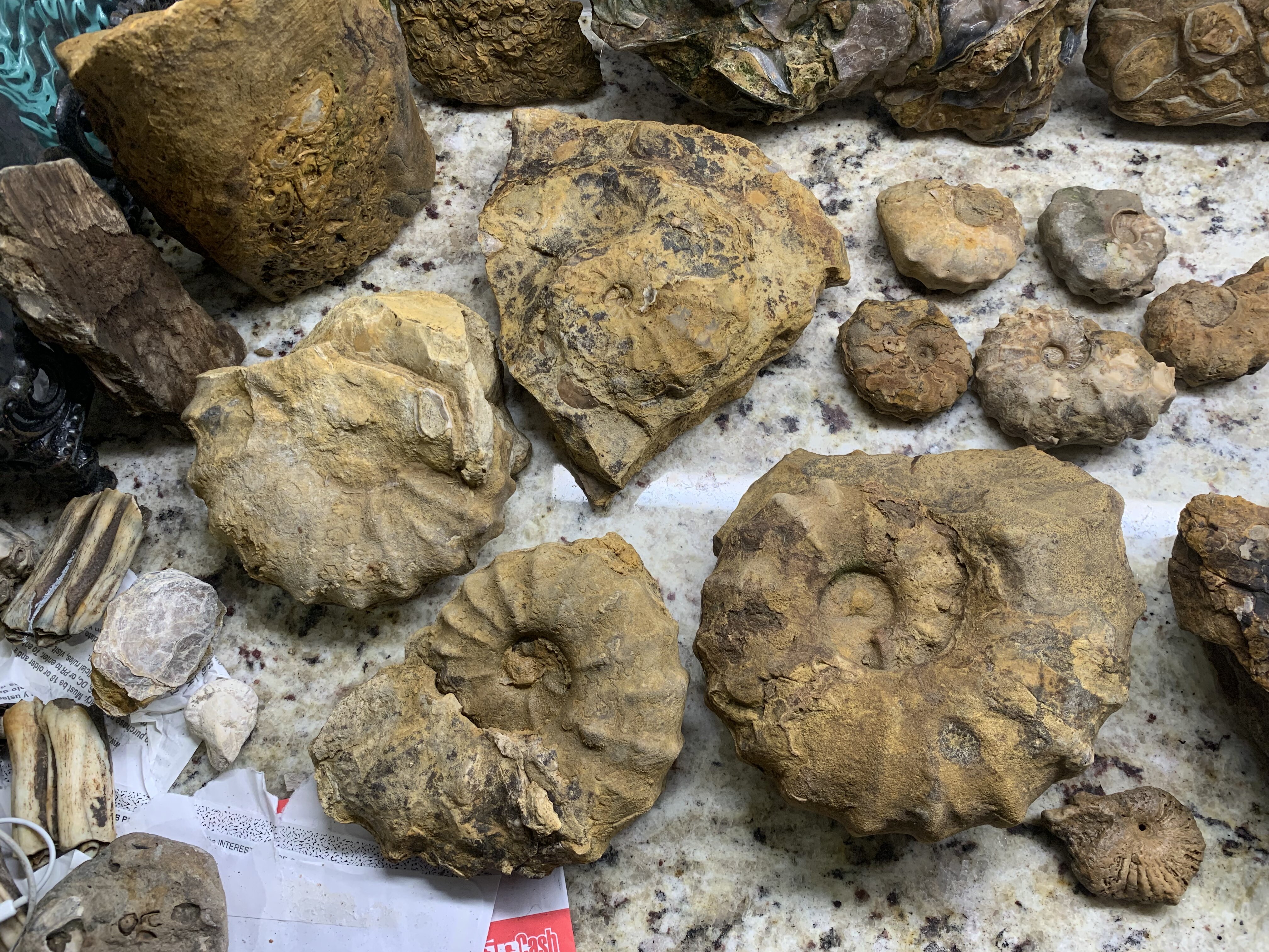 Unreal woodbine expedition today - Fossil Hunting Trips - The Fossil Forum