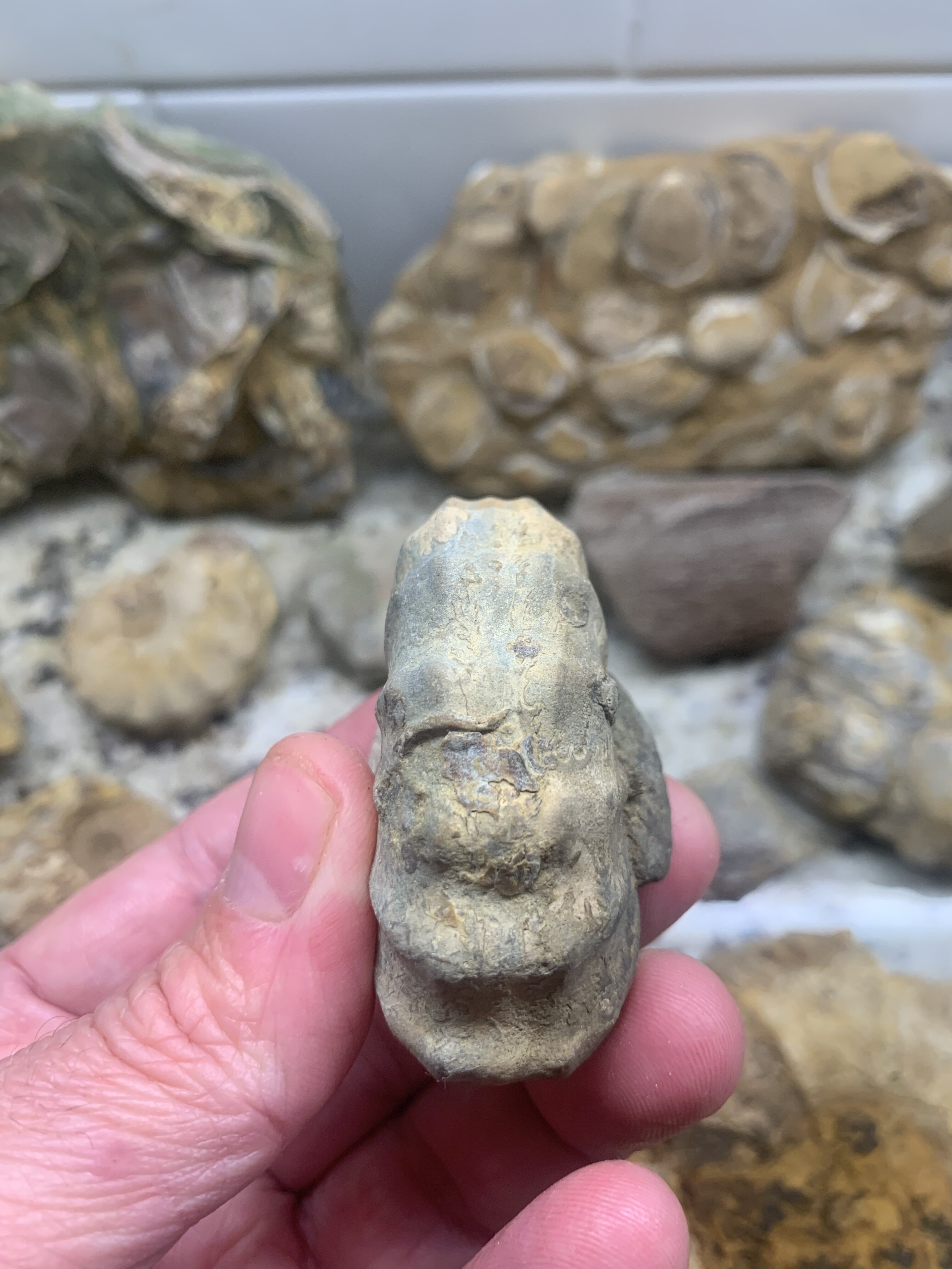 Unreal woodbine expedition today - Fossil Hunting Trips - The Fossil Forum