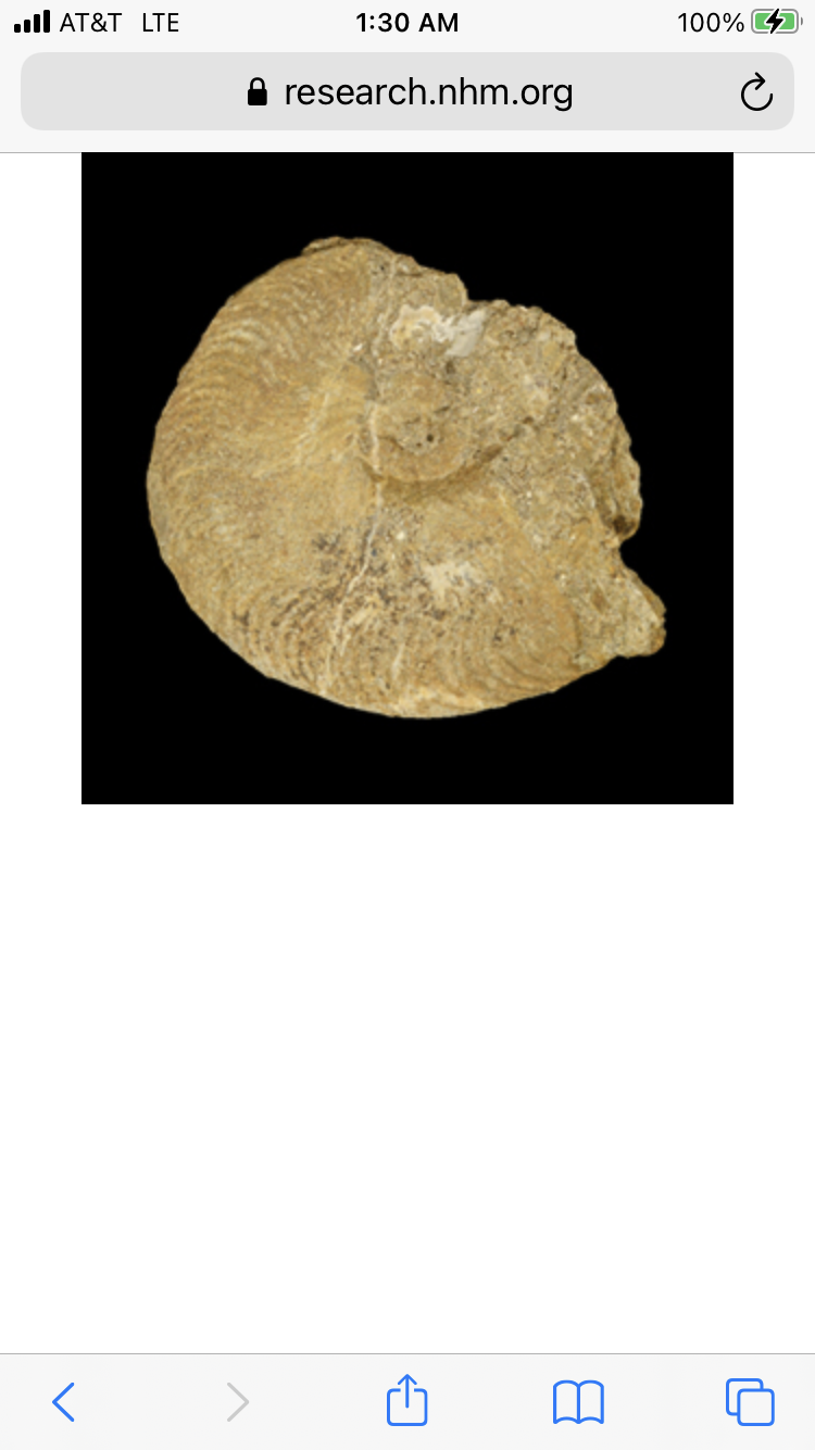 Topanga Ammonite? - Fossil ID - The Fossil Forum