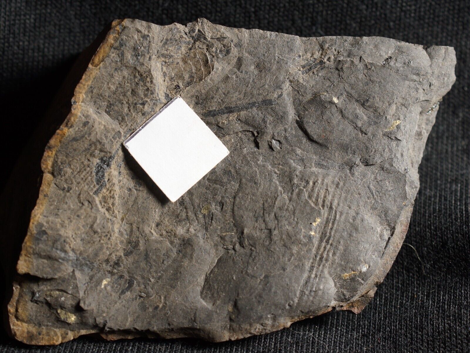 Trigonotarbid abdomen? - Fossil ID - The Fossil Forum
