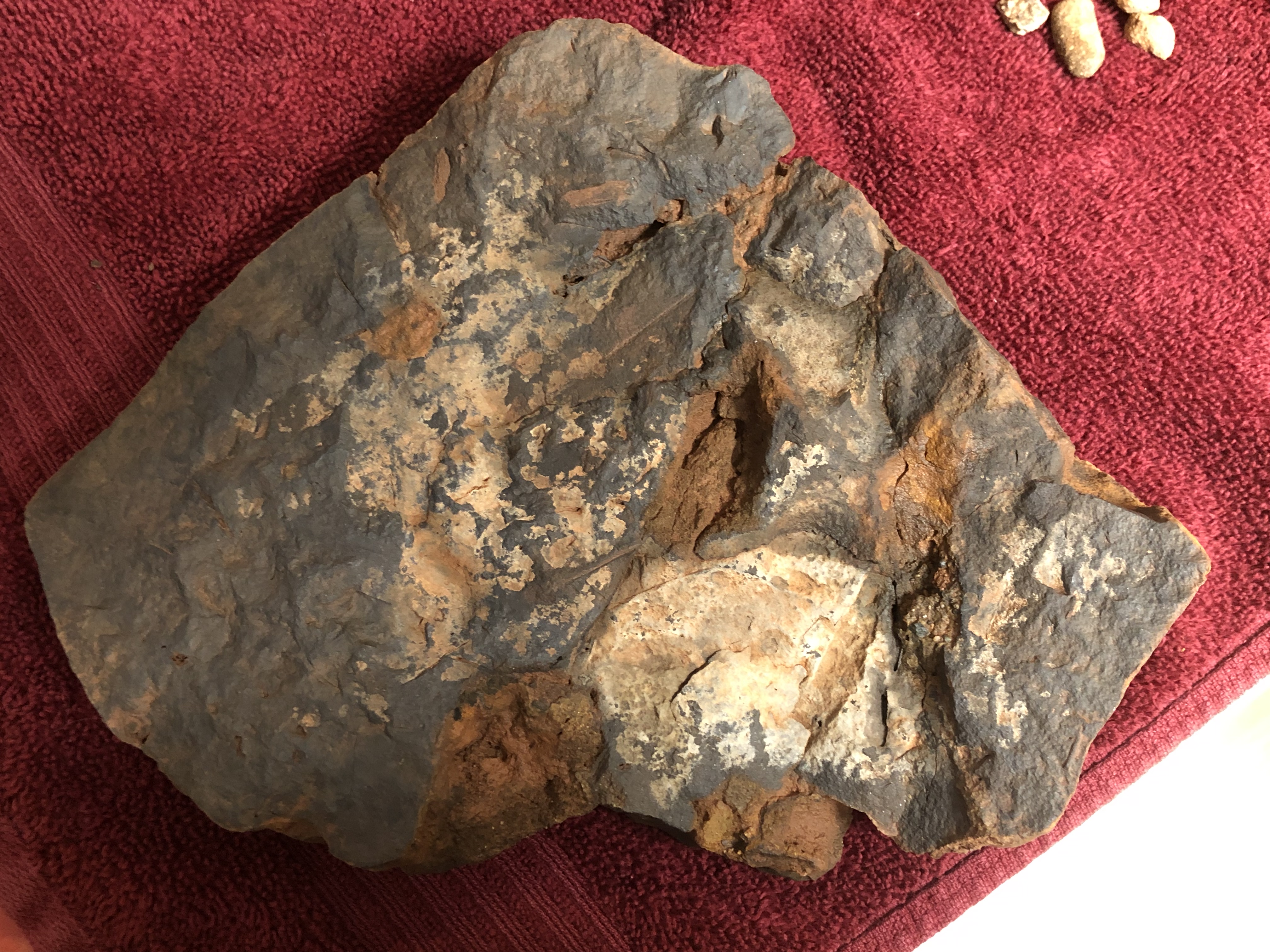 ID of first plant impressions Coleraine Formation - Fossil ID - The ...